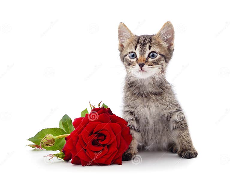 Cat with a rose stock photo. Image of flowers, kitten - 194158132