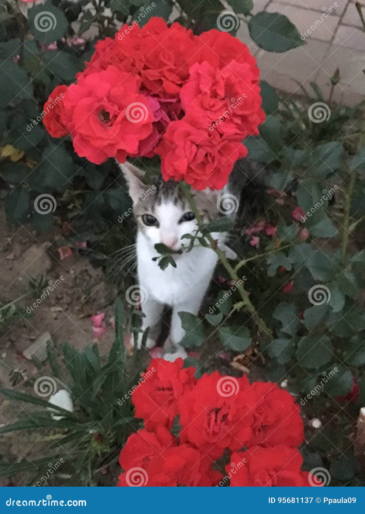 Cat rose stock image. Image of months, summer, sweet - 95681137