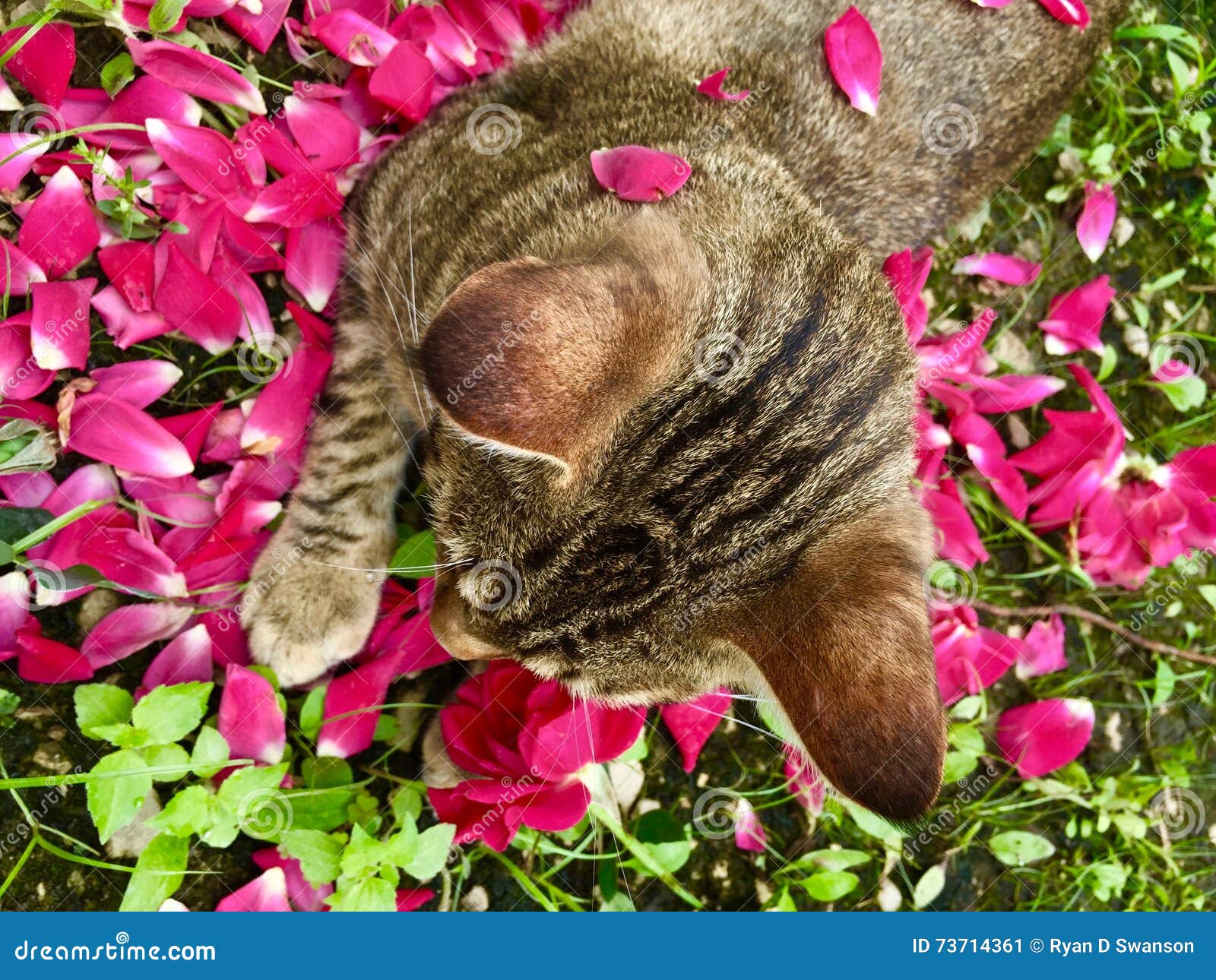 Cat in Roses stock image. Image of laying, lays, flowers - 73714361