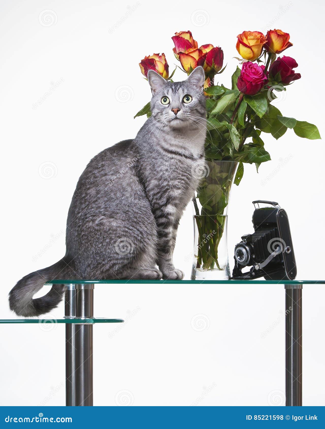 Cat with roses stock photo. Image of happy, white, color - 85221598
