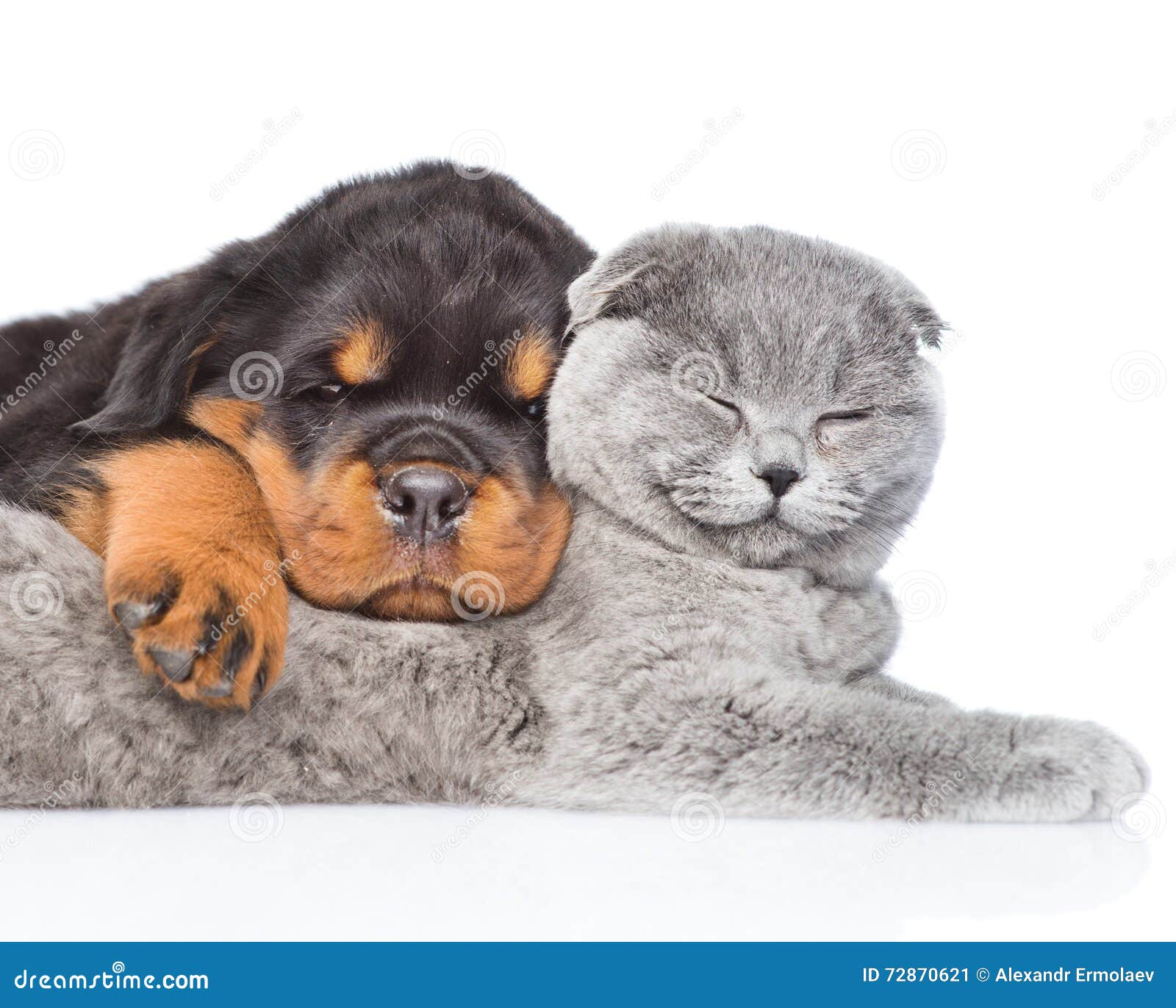 Cat and Rottweiler Puppy Sleeping Together. Isolated on White Stock ...