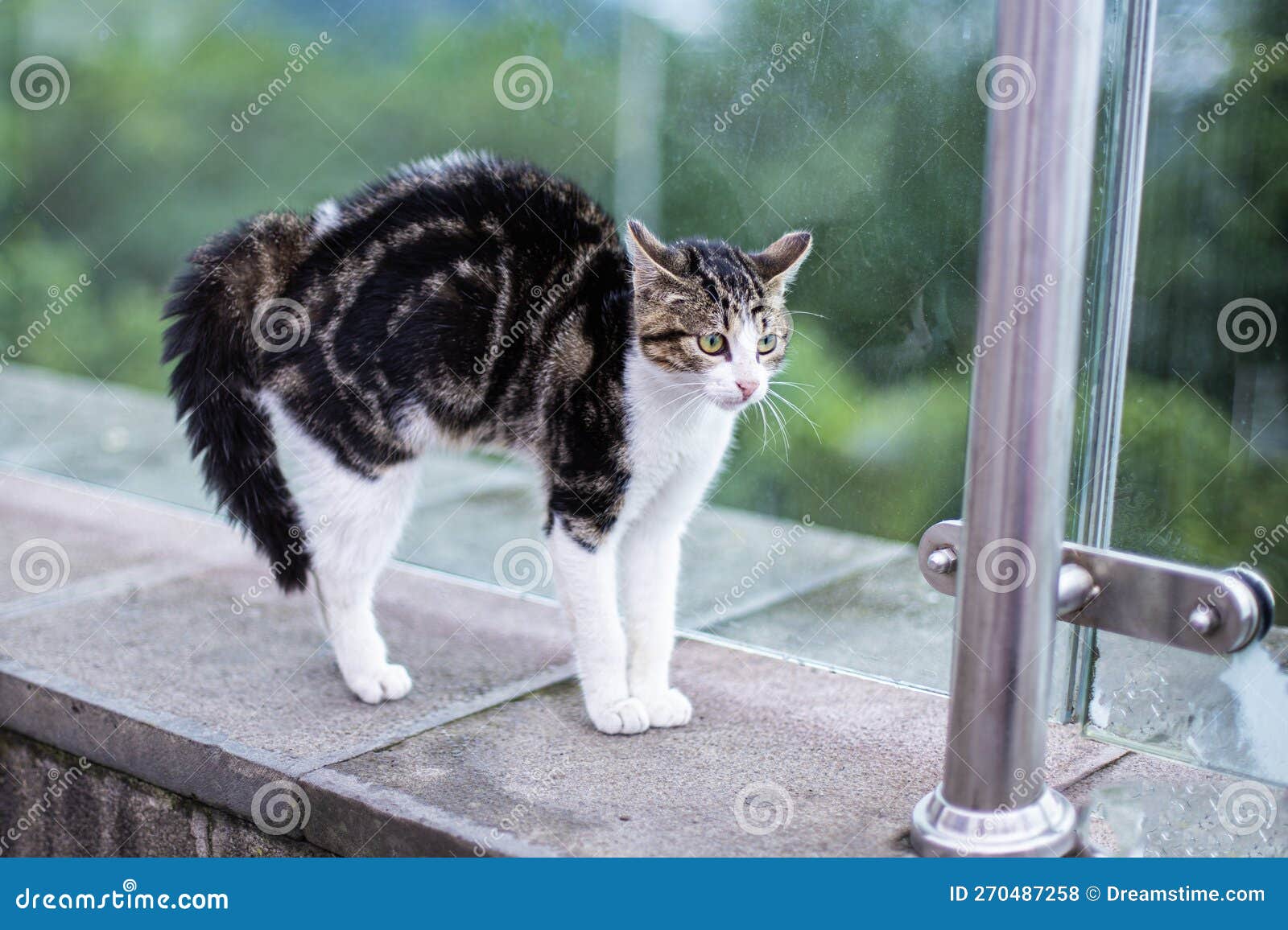 Cat with Ruffled Fur and Standing in a Protective Stance with a Hump ...