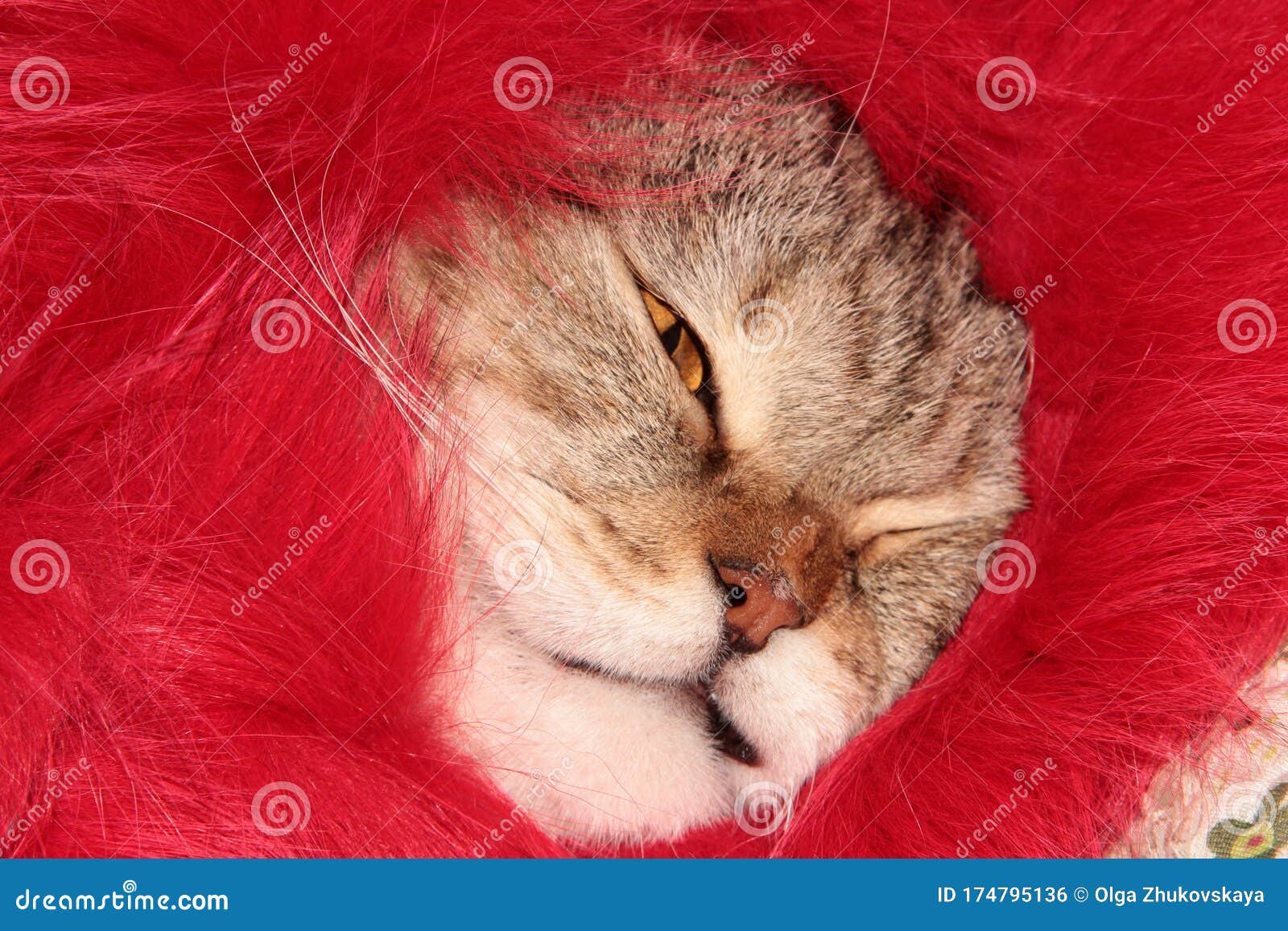 The Cat Ruffled His Lips. Cat`s Face Stock Photo - Image of home ...
