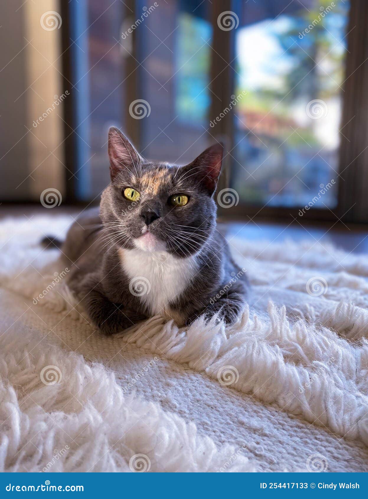 Cat on rug stock image. Image of carpet, lying, tortoiseshell - 254417133