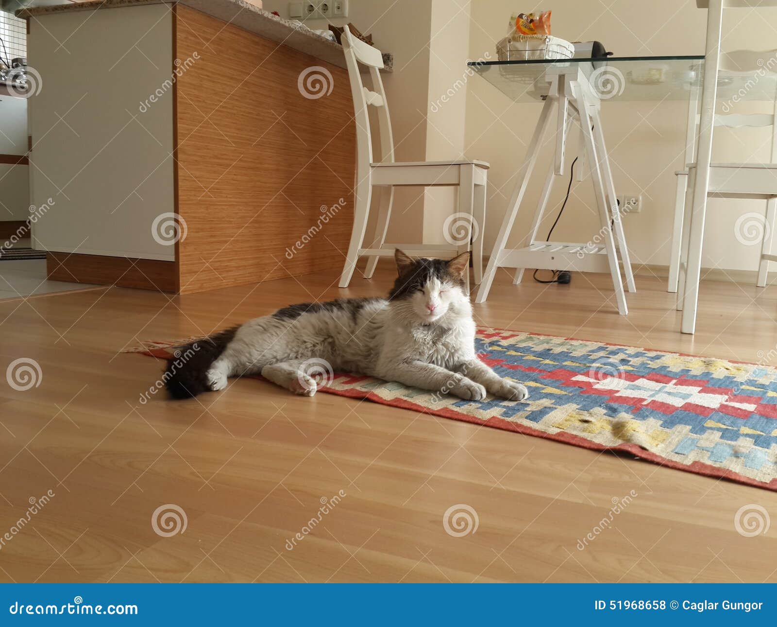Cat on Rug stock photo. Image of traditional, kilim, lying - 51968658