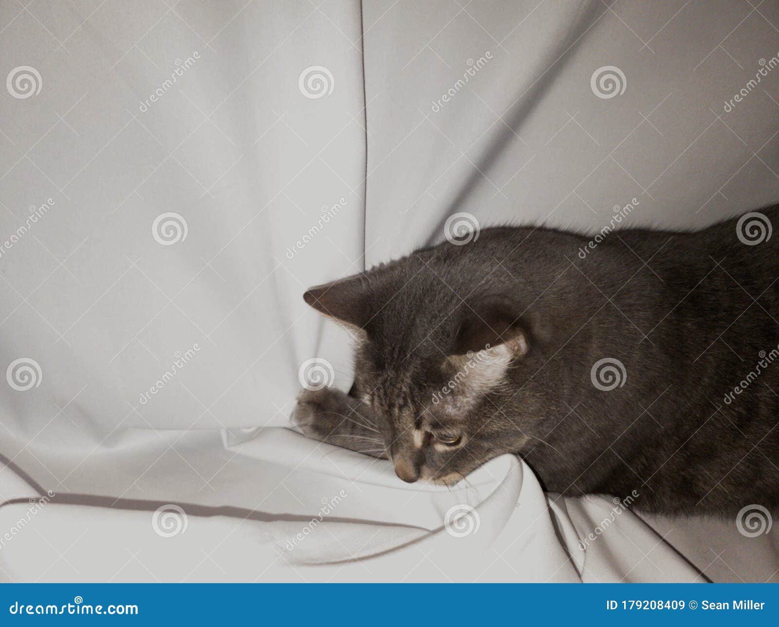 Cat ruining a photoshoot stock image. Image of feline - 179208409