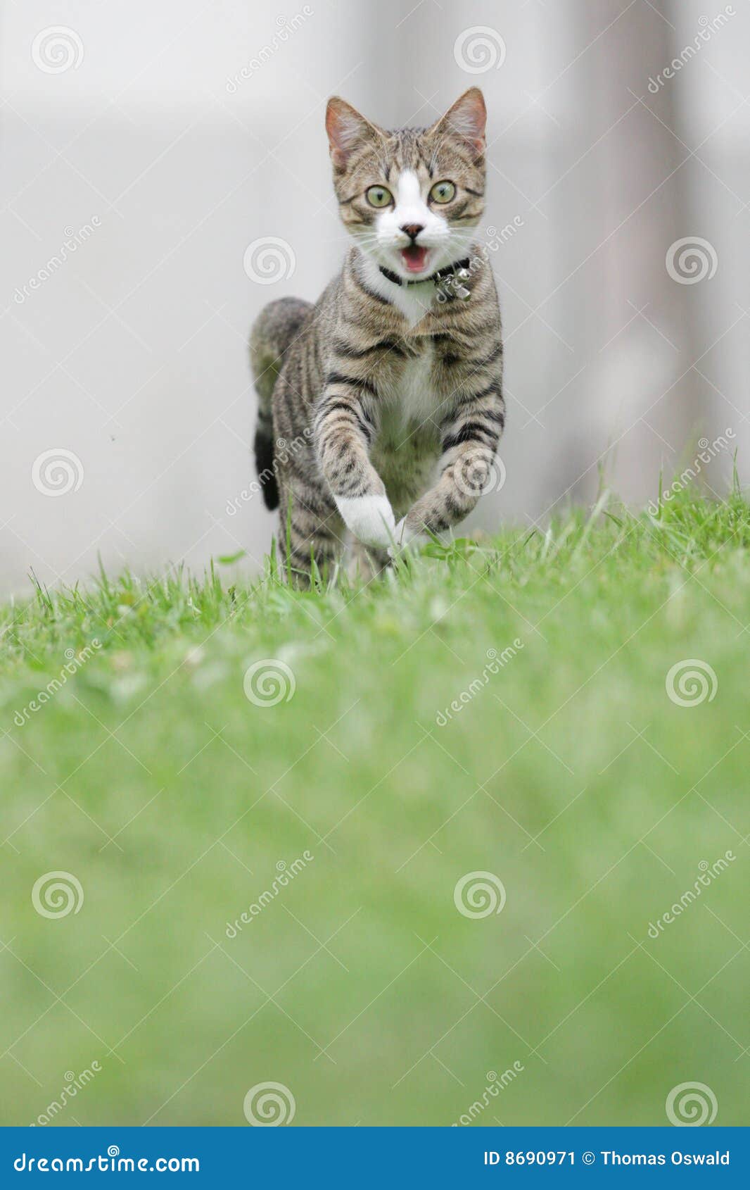 Cat is running stock image. Image of tieger, kater, katz - 8690971