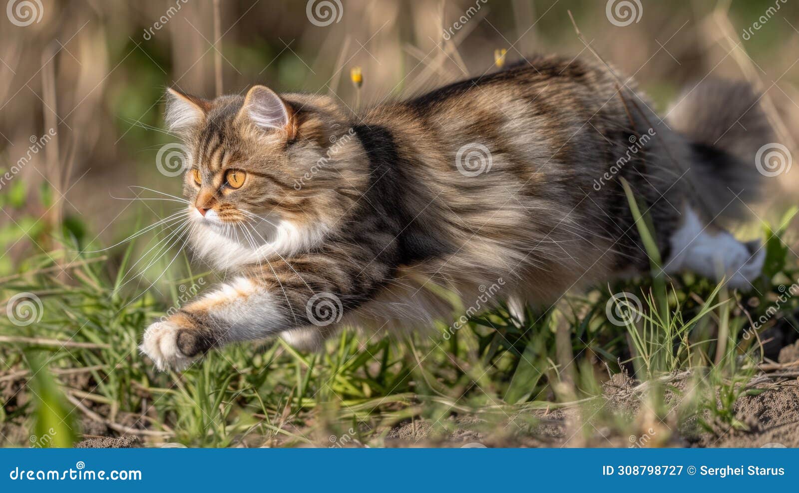 A Cat Running through a Field of Grass with Its Paws Outstretched, AI ...