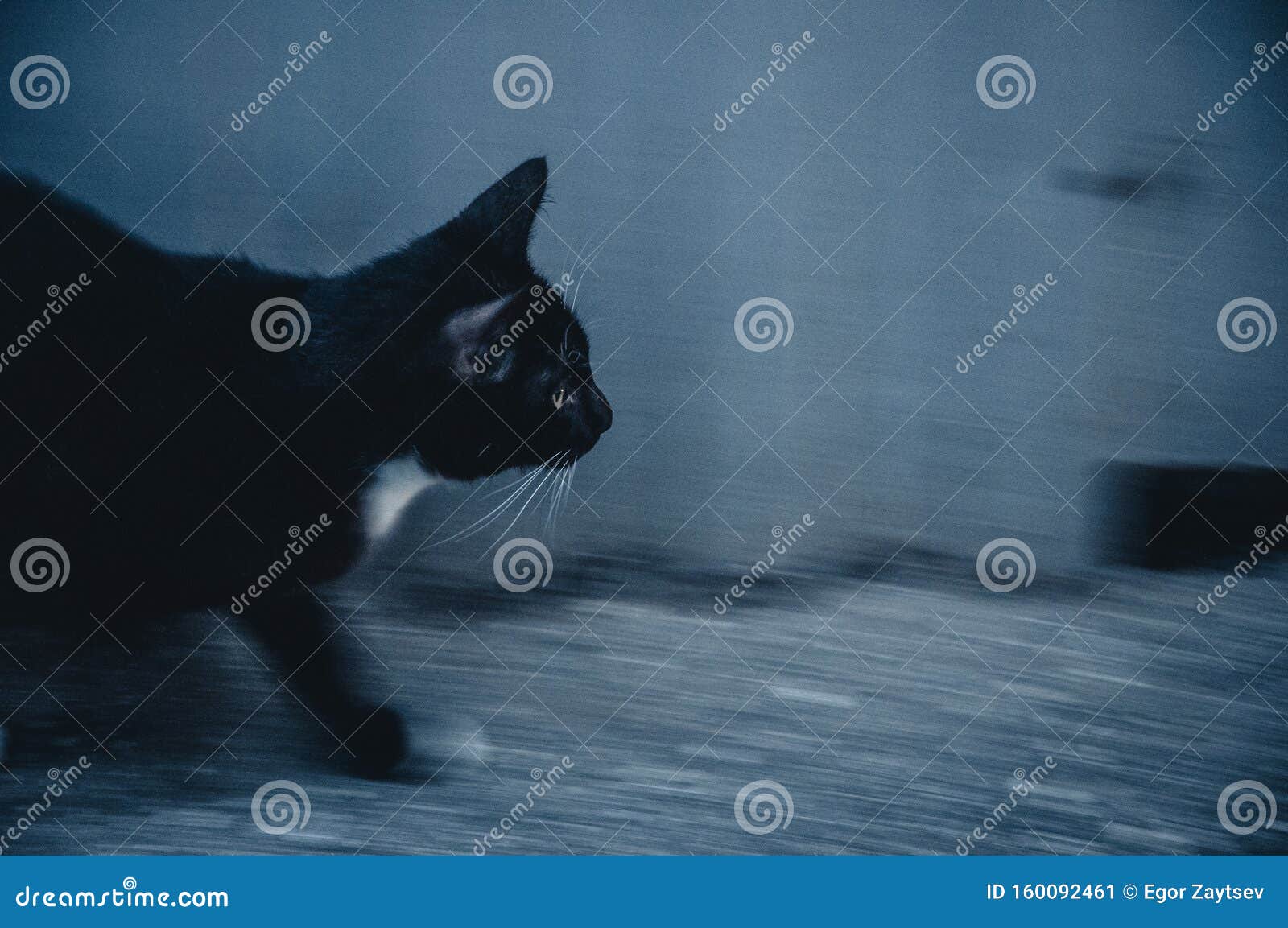Cat running forward stock image. Image of running, cats - 160092461