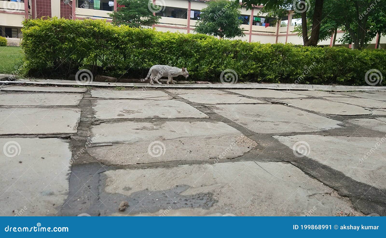 Cat Running Outside Lawn Not Afraid. Stock Image - Image of lawn ...