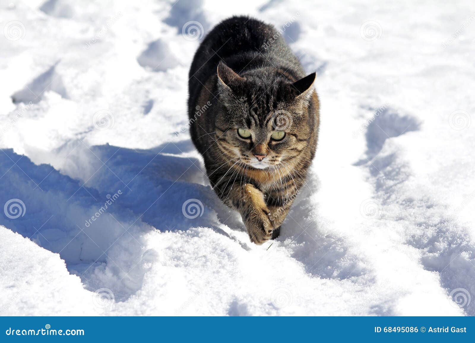 Cat Running through the Snow Stock Photo - Image of tabby, attention ...