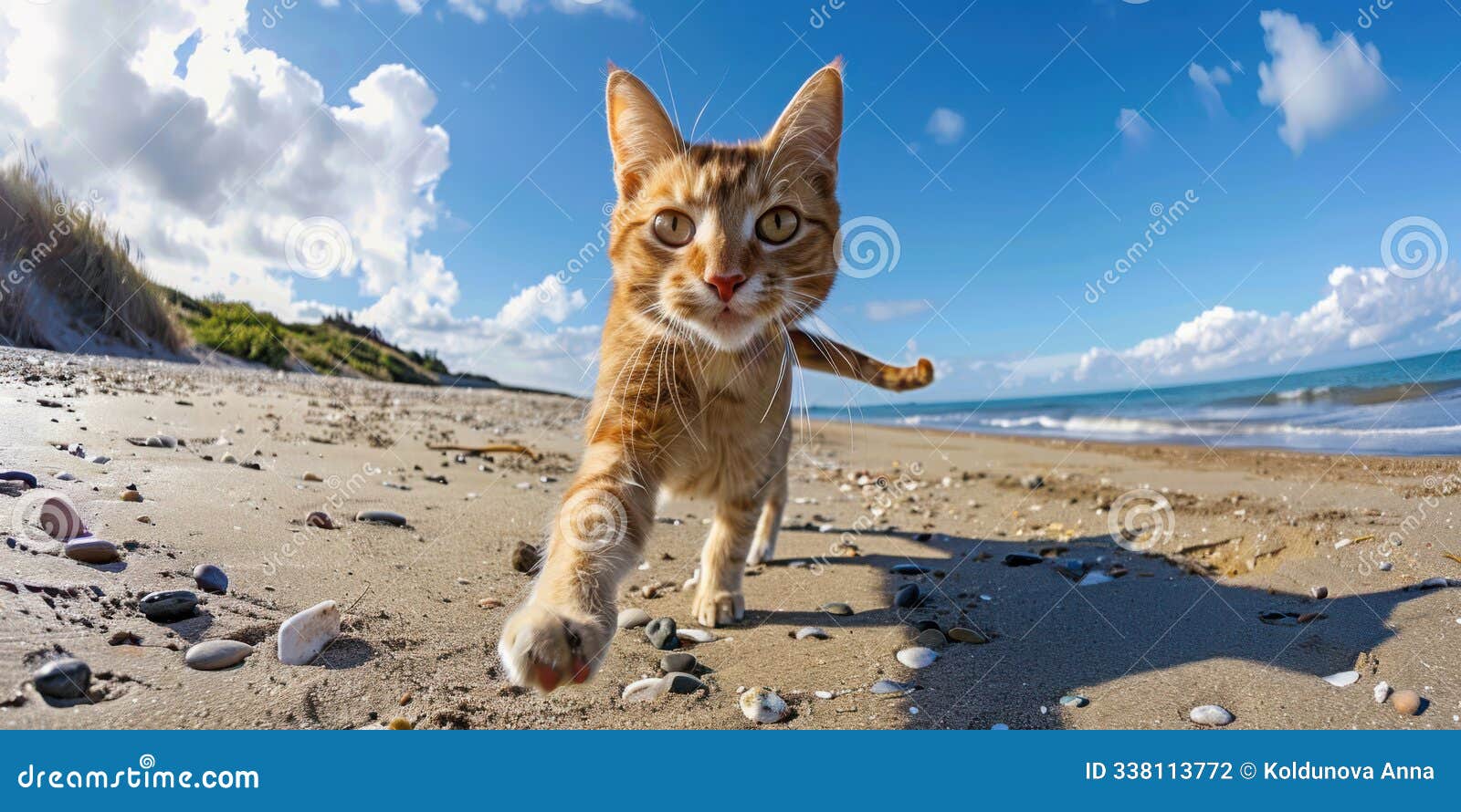 A Cat Running Towards the Camera on a Beach Stock Photo - Image of blue ...