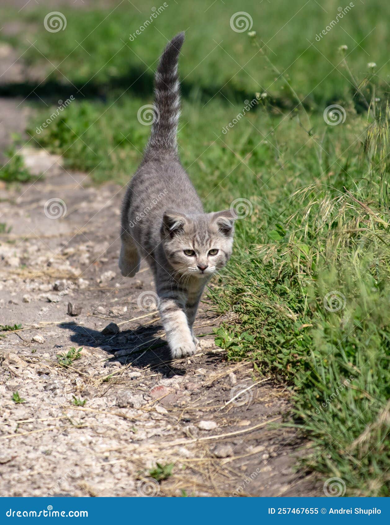 The Cat Runs Along a Dirt Road in Nature. Stock Image - Image of ...