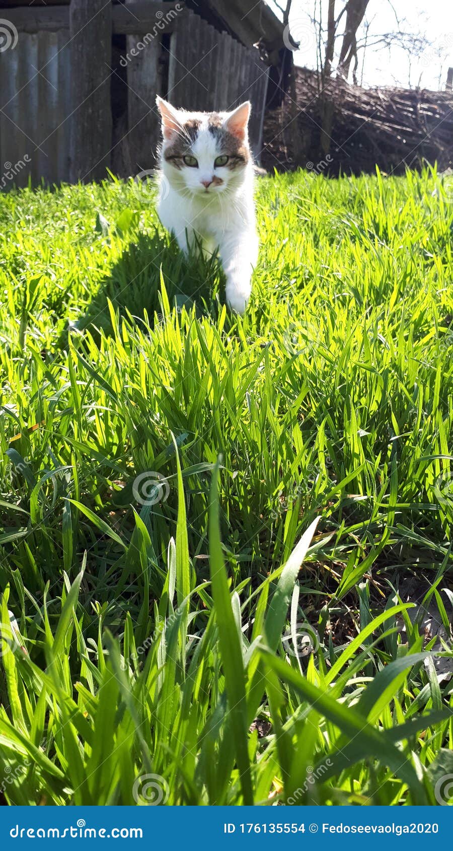 Cat Runs Along the Grass. Walking with a Cat on the Lawn Stock Photo ...