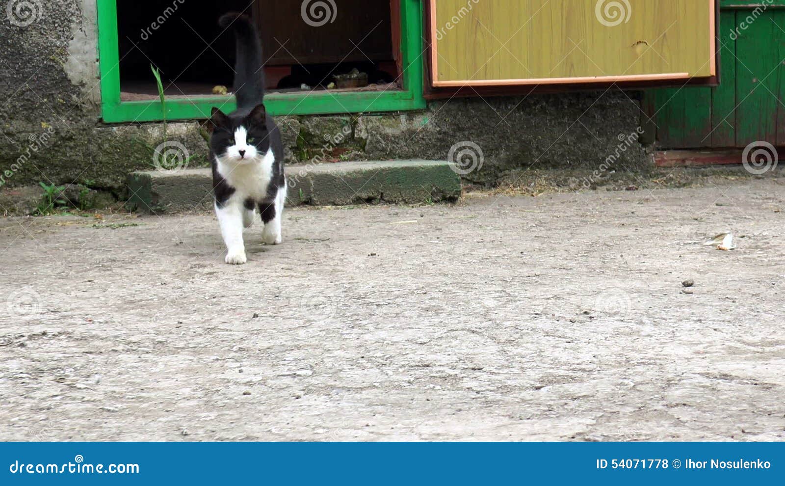 Cat runs on the camera stock footage. Video of home, domestic - 54071778
