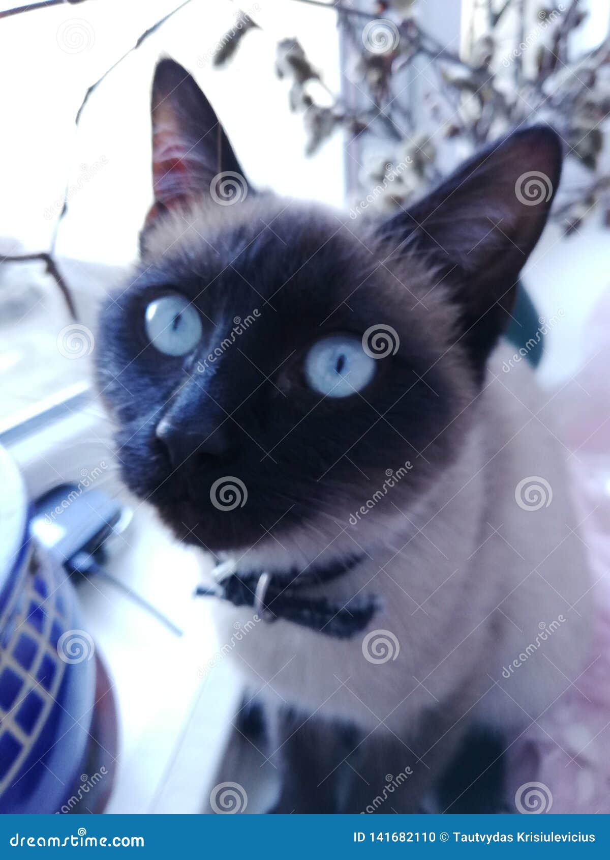 Cat& x27;s attention stock photo. Image of siamesecat - 141682110