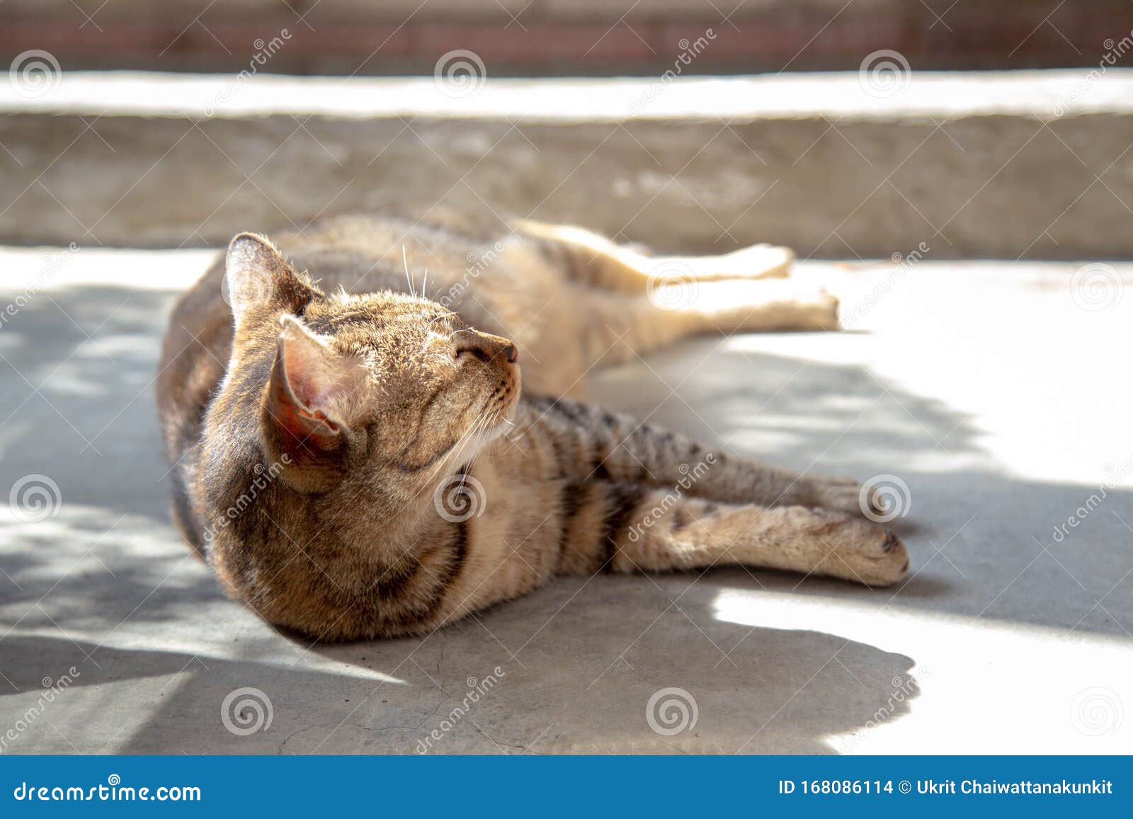 Cat`s Behavior is always Adorable. Tigger Cat Relaxing on Sunrise. Cat ...