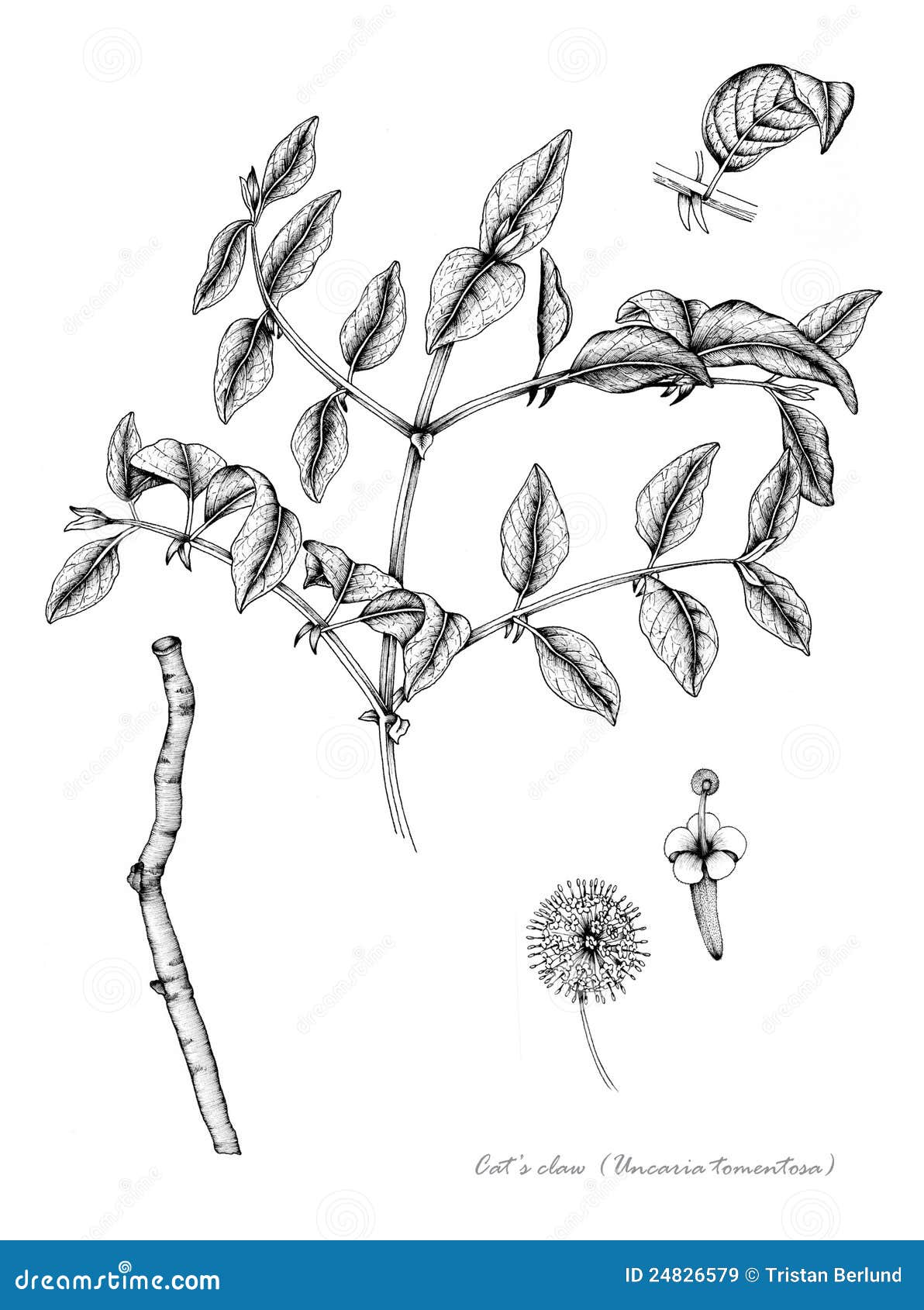 Cat s claw stock illustration. Illustration of remedy - 24826579