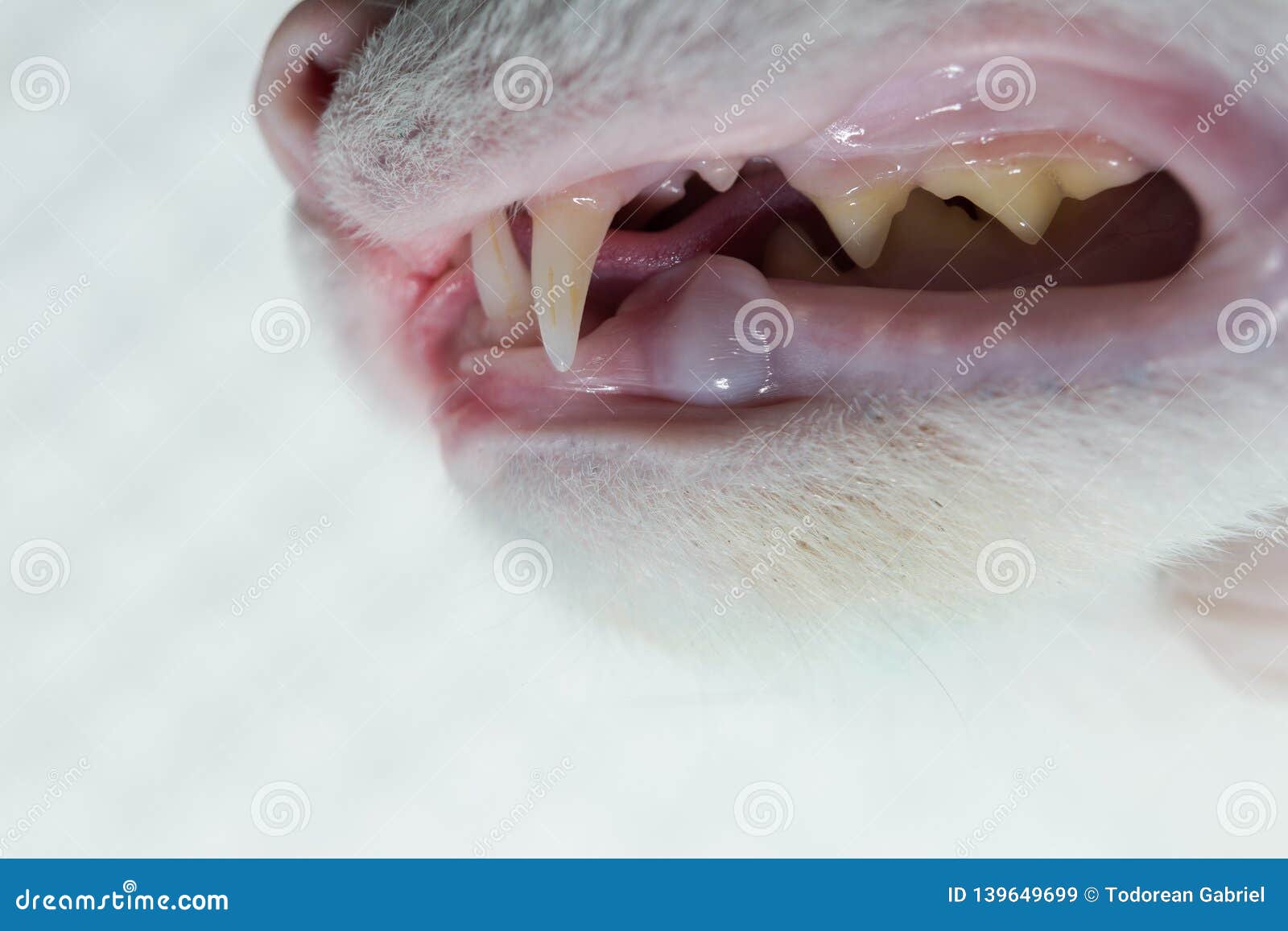 Cat`s dentition, side view stock image. Image of feline - 139649699