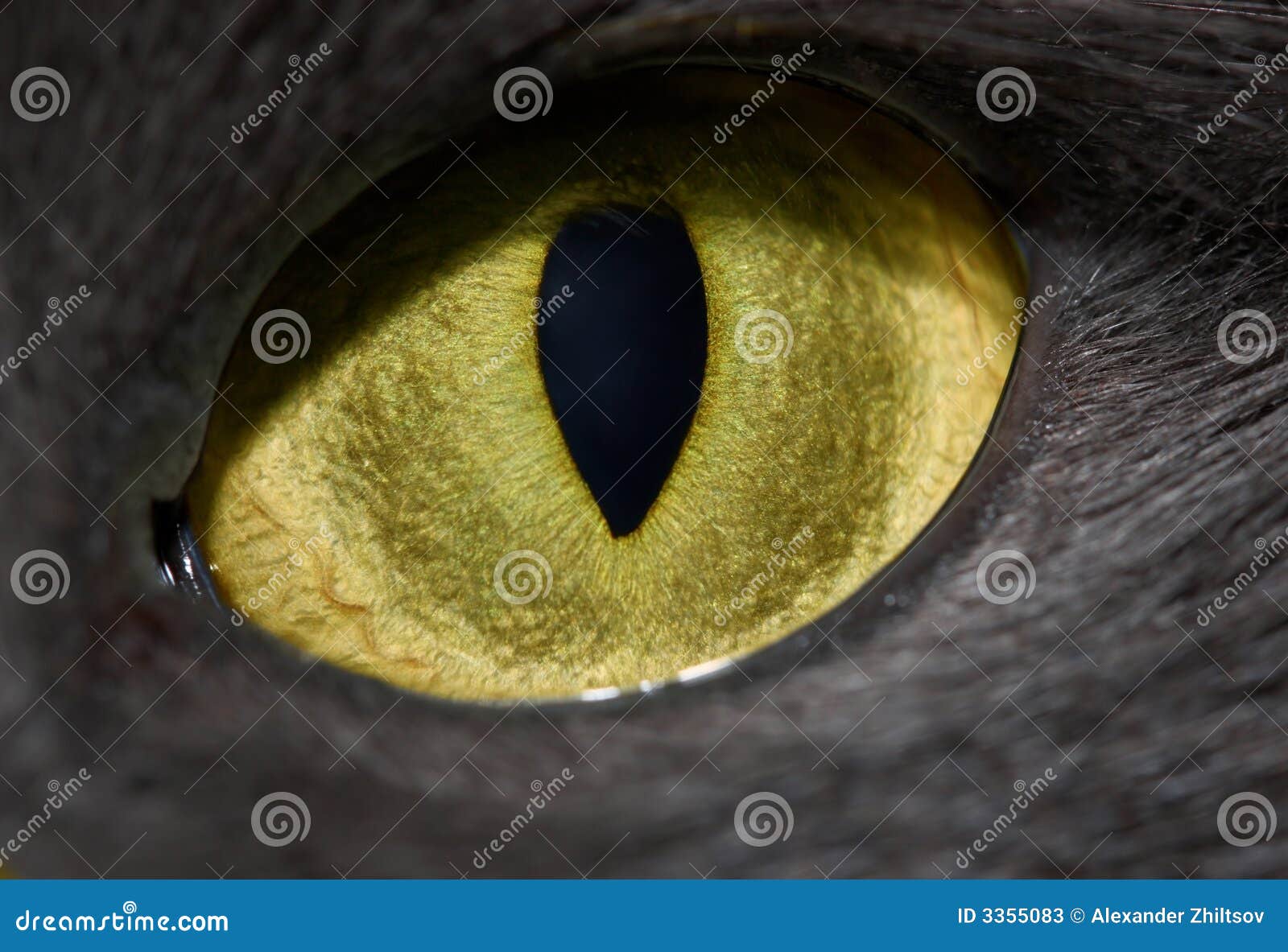 Cat s eye stock image. Image of horror, fear, hunting - 3355083