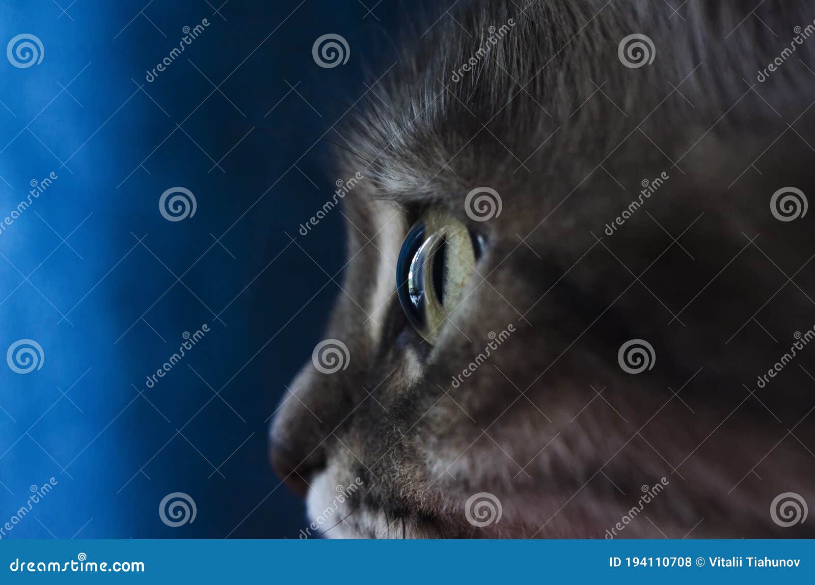 Cat`s Eye in Profile Close-up Stock Photo - Image of look, cats: 194110708
