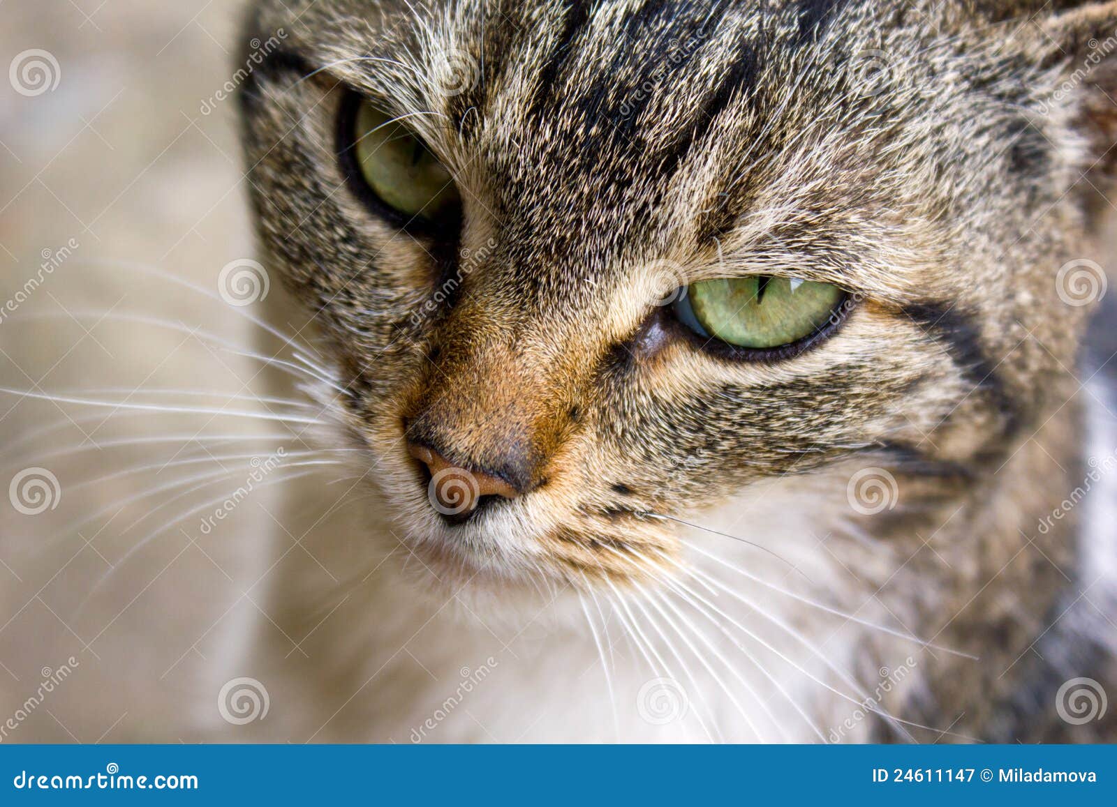 Cat s eyes stock image. Image of kitty, meow, hair, beautiful - 24611147