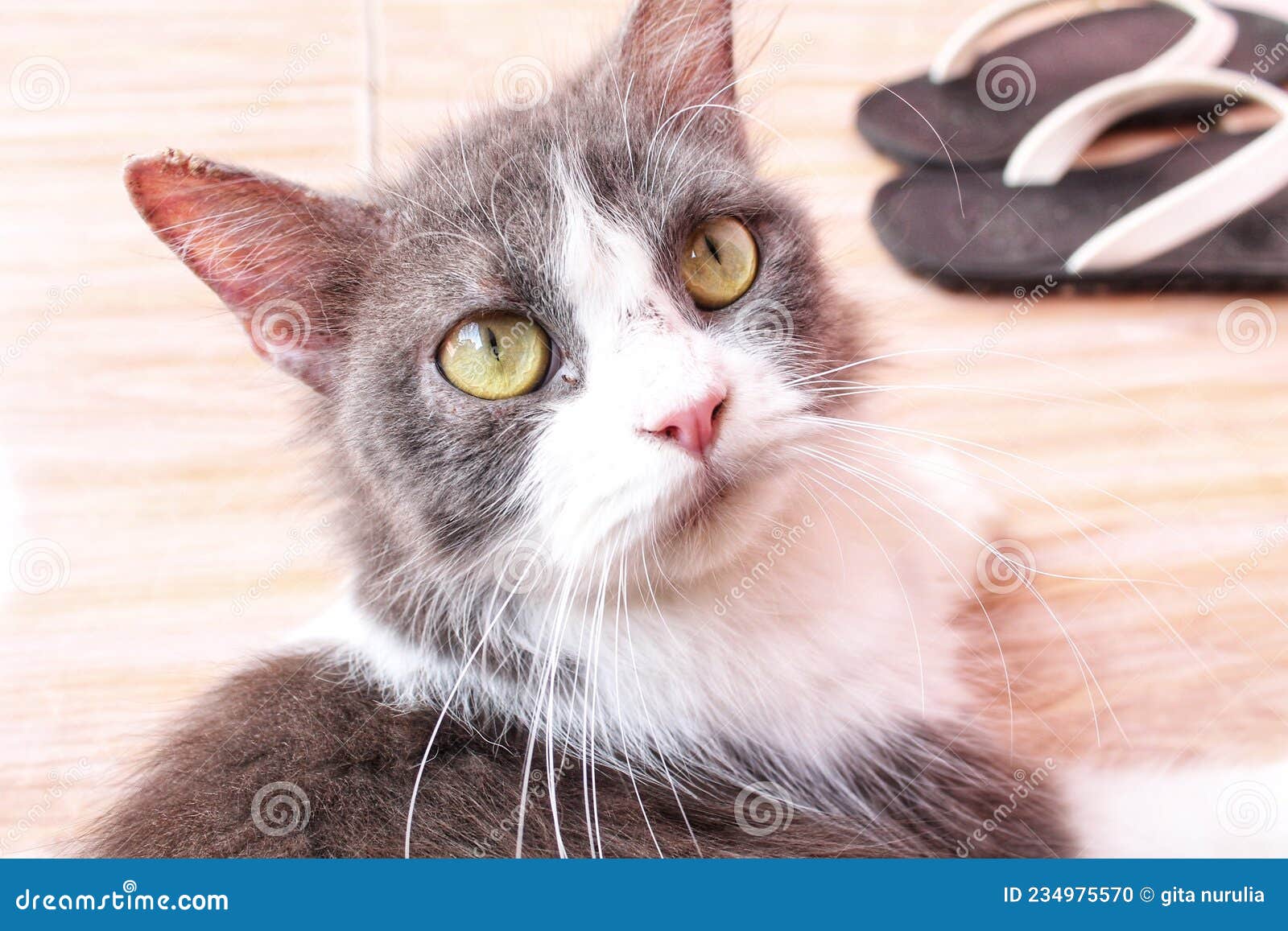 Cat& X27;s Eyes at Noon Stock Photo - Image of whiskers, pupil: 234975570