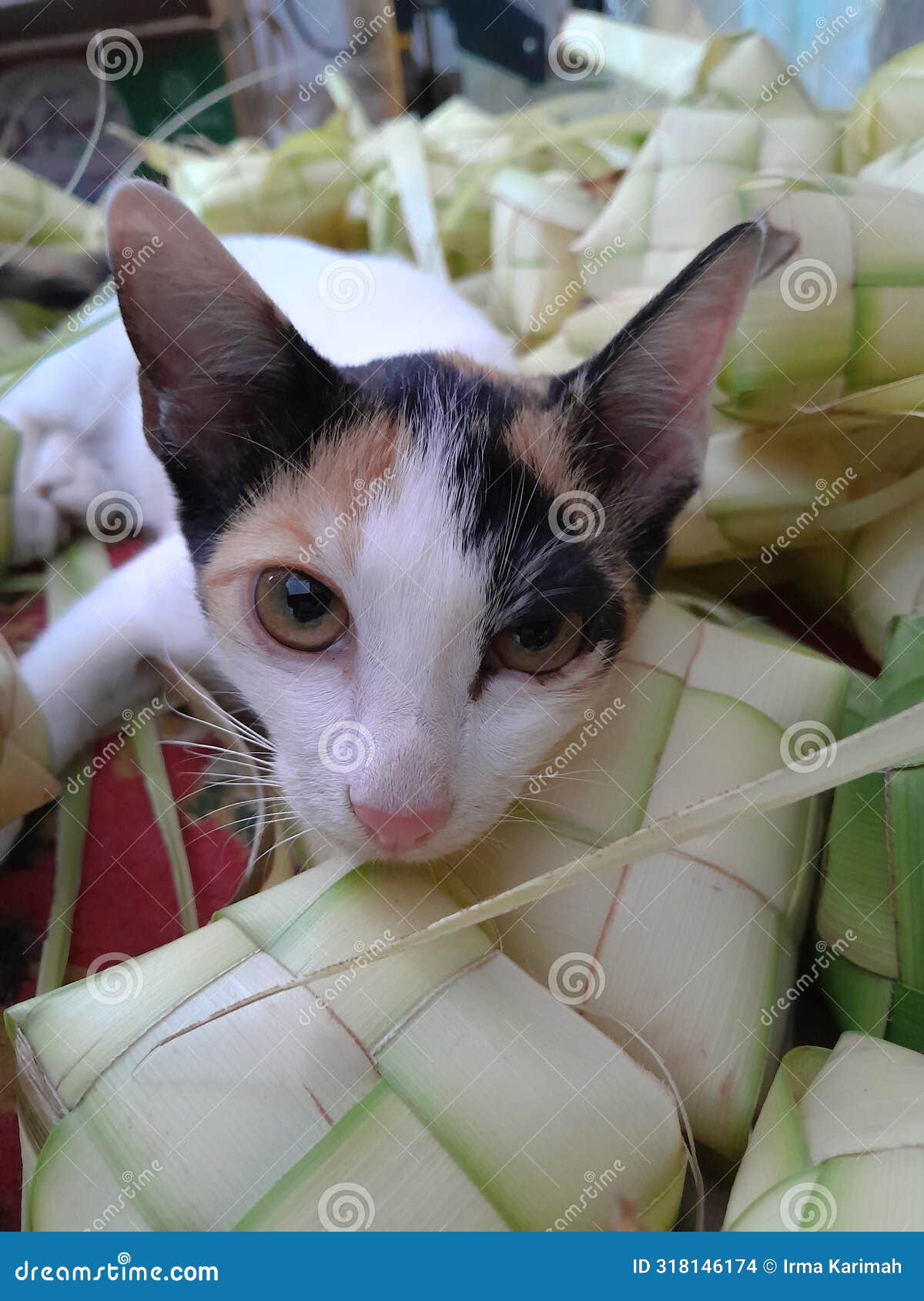 The Cat S Eyes are Very Sharp Stock Photo - Image of nose, skin: 318146174