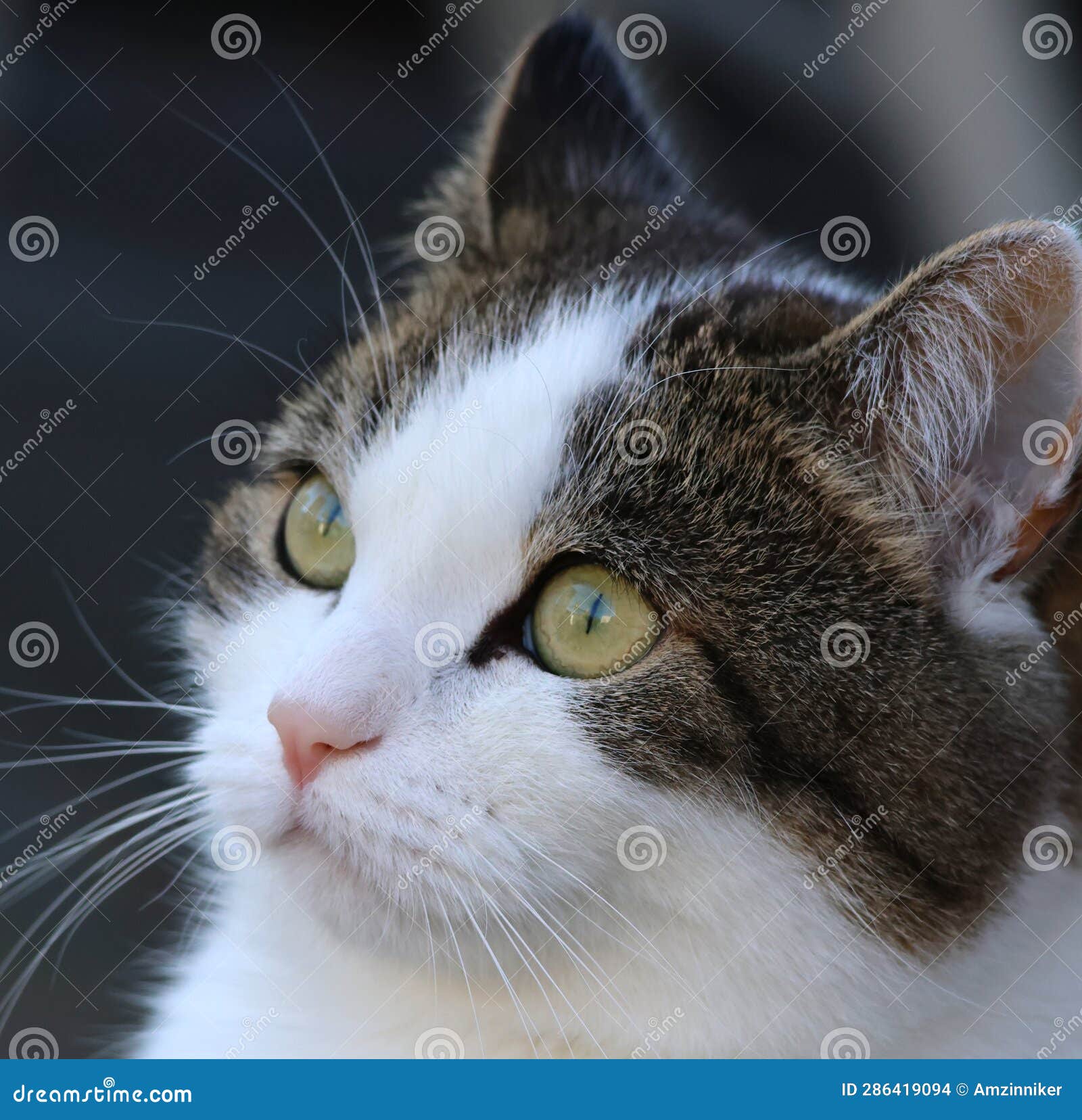 Beautiful Cat face stock photo. Image of kitten, animal - 286419094