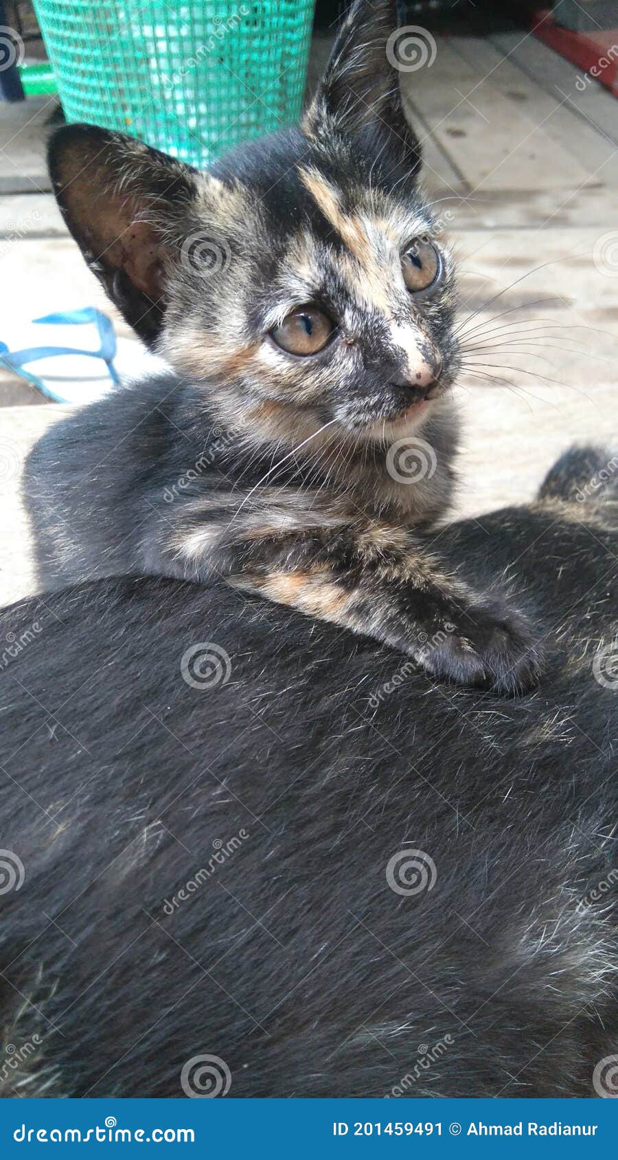 This Cat& X27;s Face Looks Sad Stock Image - Image of bear, carnivore ...