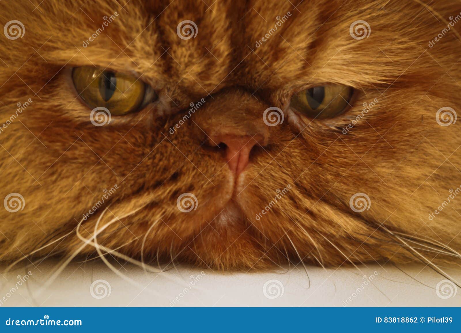 Cat`s face stock photo. Image of impudent, face, nose - 83818862