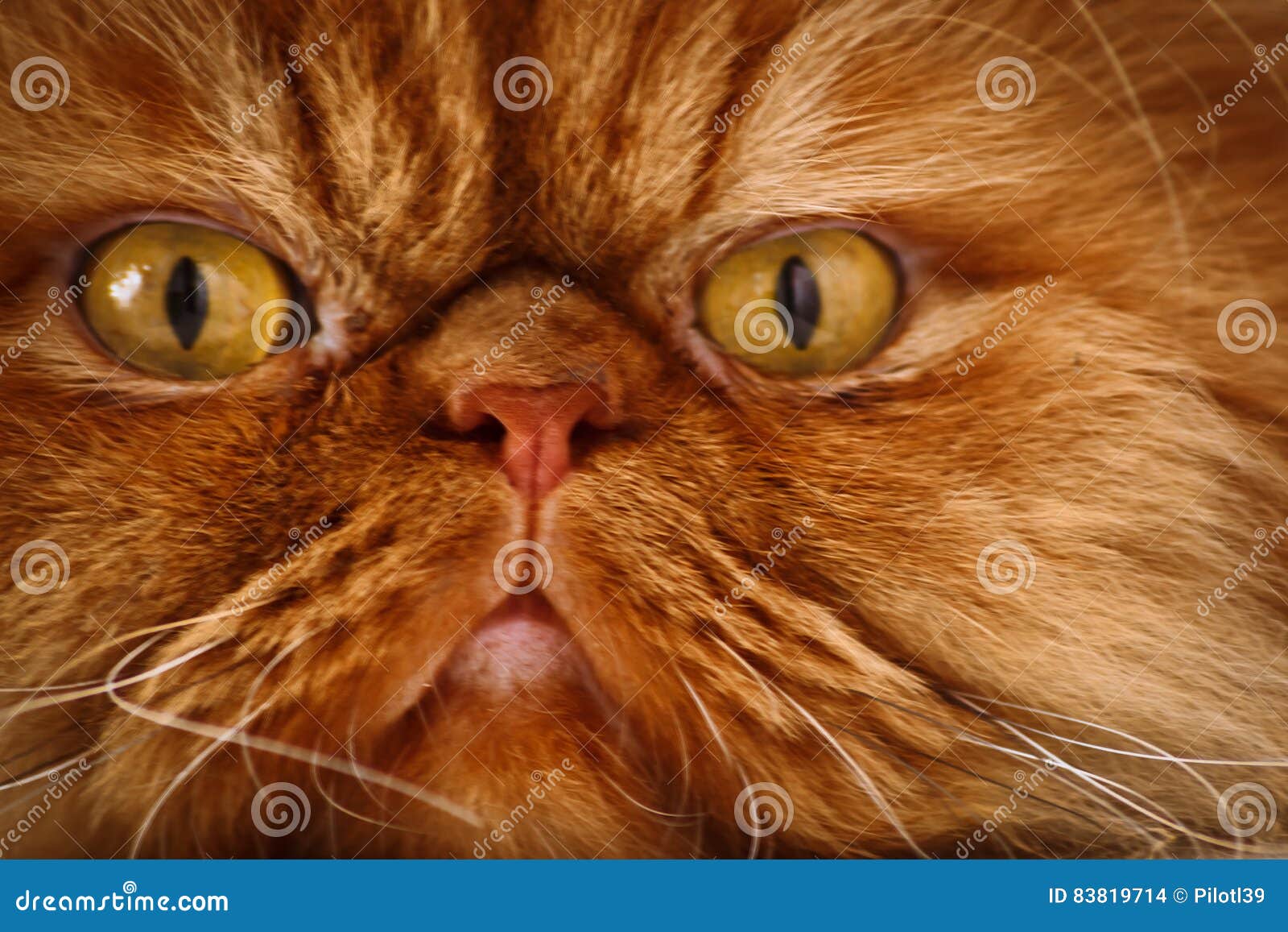 Cat`s face stock photo. Image of whisker, displeased - 83819714