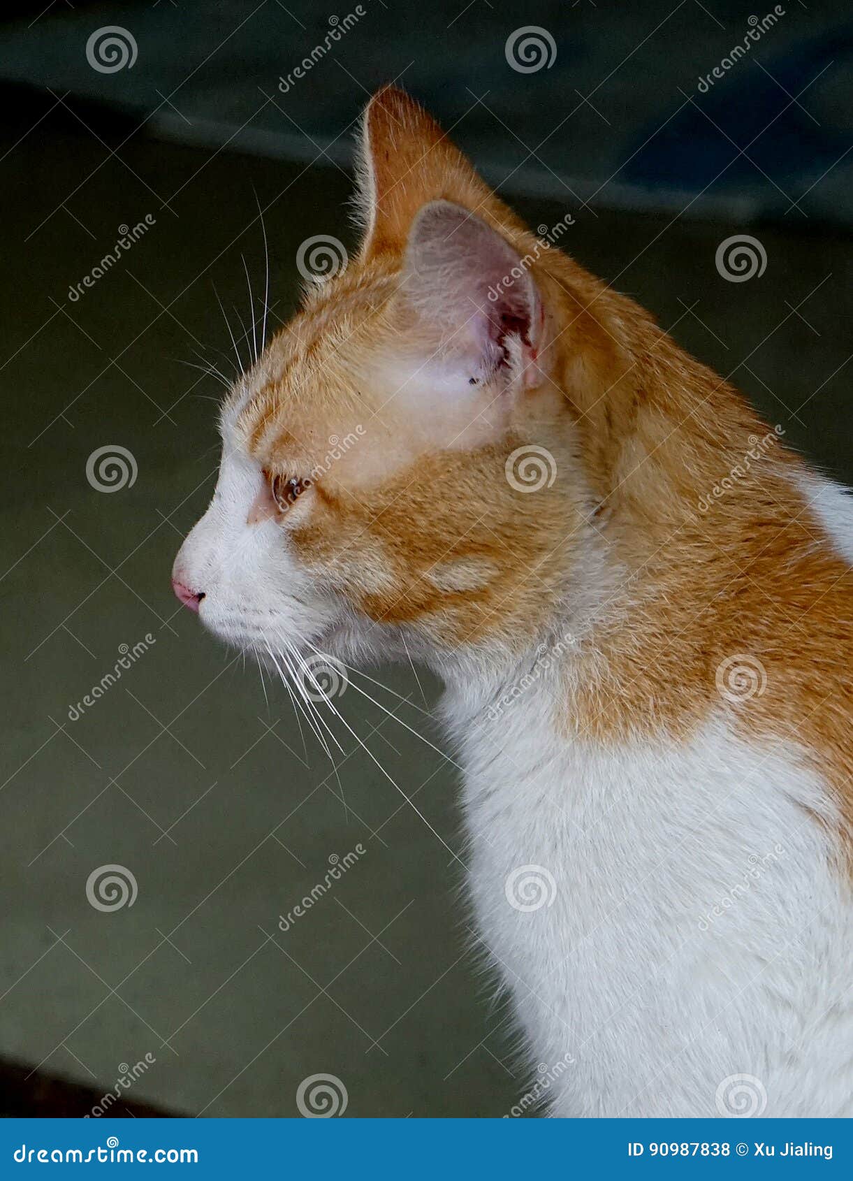 Cat`s face stock photo. Image of young, kitty, face, nose - 90987838