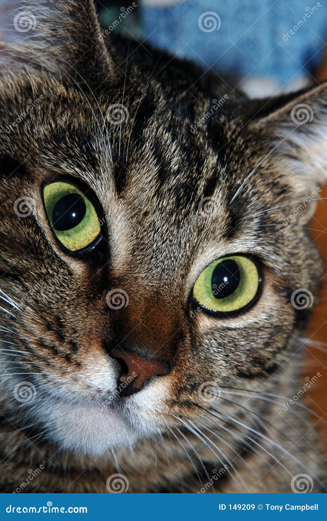 Cat's Face (vertical) Picture. Image: 149209