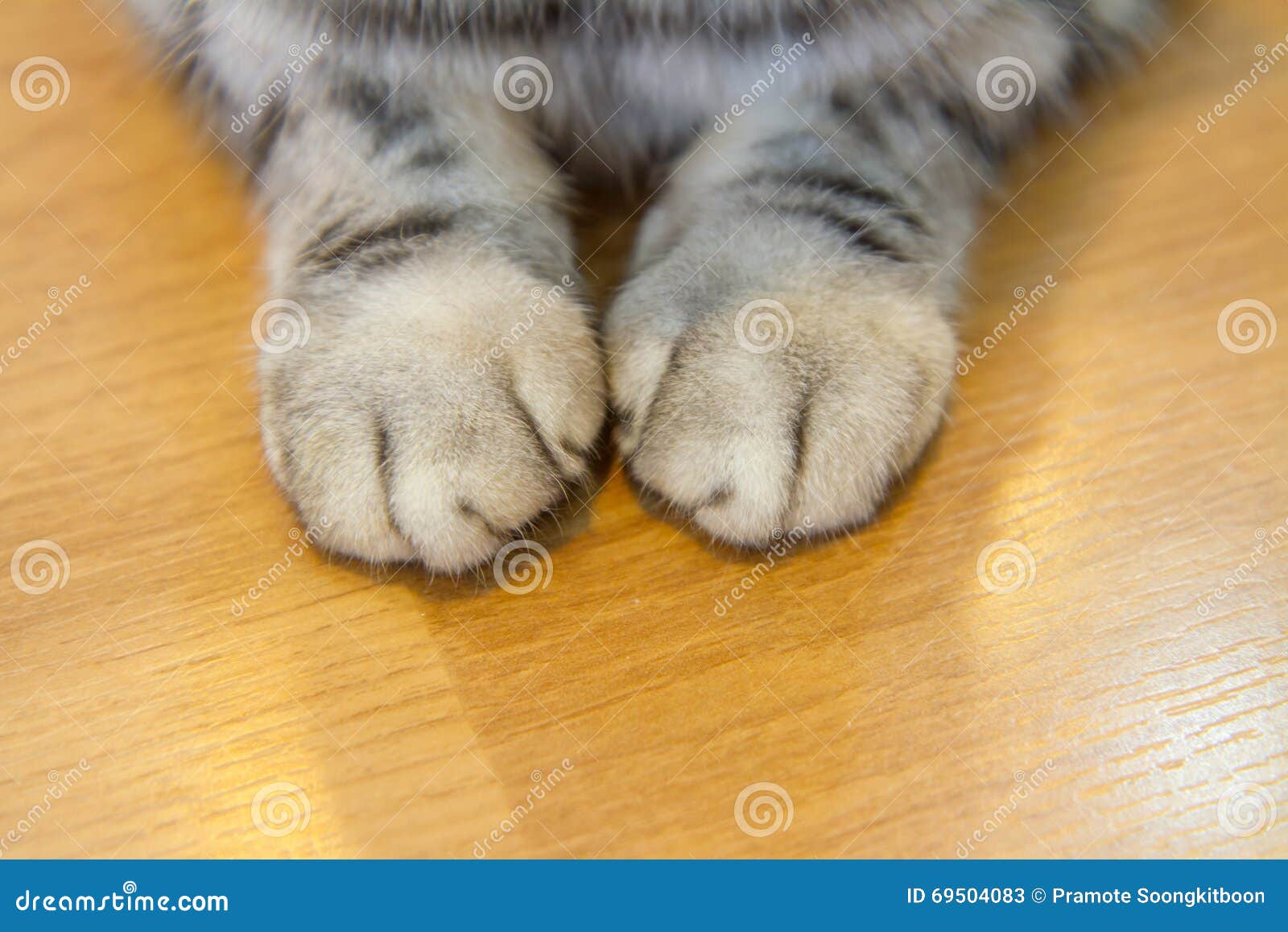 Cat s feet stock image. Image of animal, mammal, white - 69504083