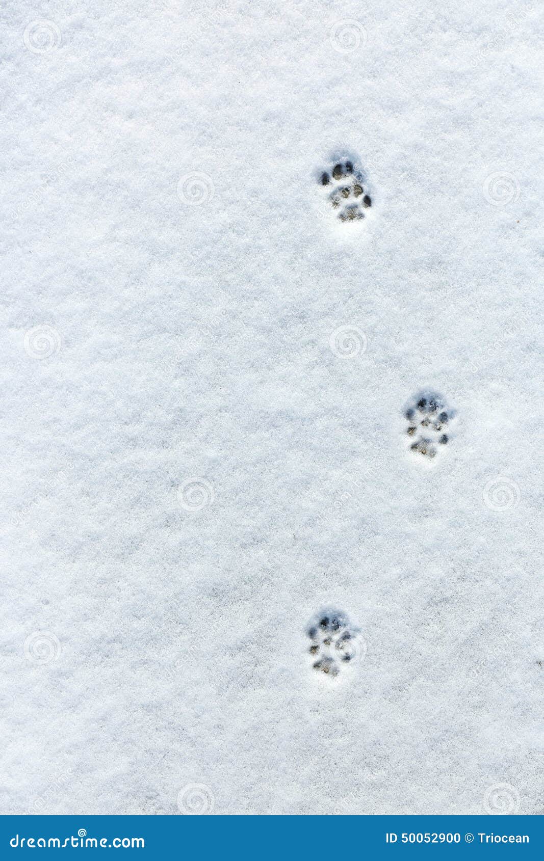 Cat S Footprint in the Snow Stock Photo - Image of arctic, track: 50052900
