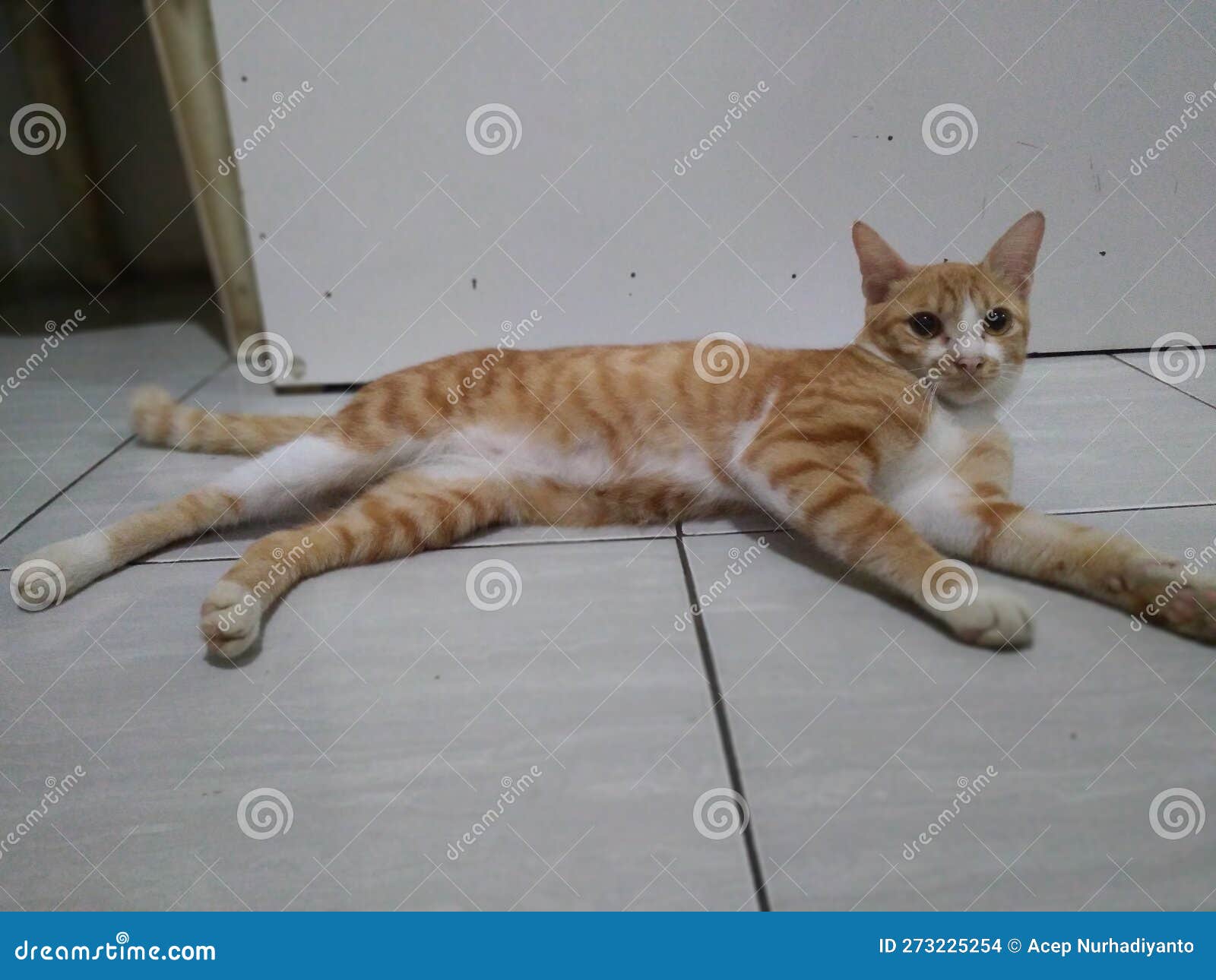 The Cat when it& X27;s Full Stomach Lies Down Stock Photo - Image of ...