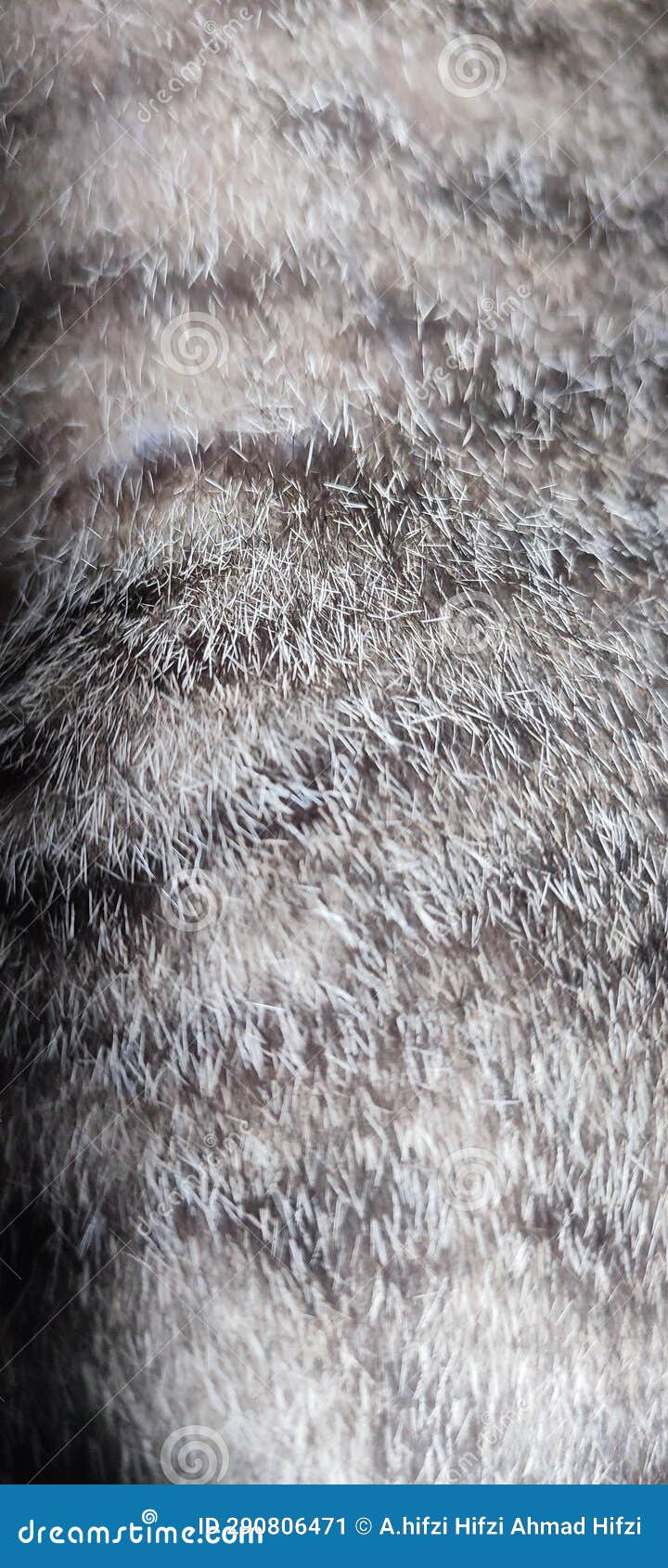 The Cat& X27;s Fur is Soft, Smooth and Beautiful Stock Image - Image of ...