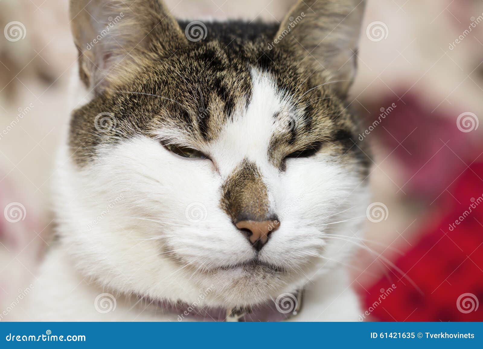 Cat s gaze stock image. Image of enraged, feline, portrait - 61421635
