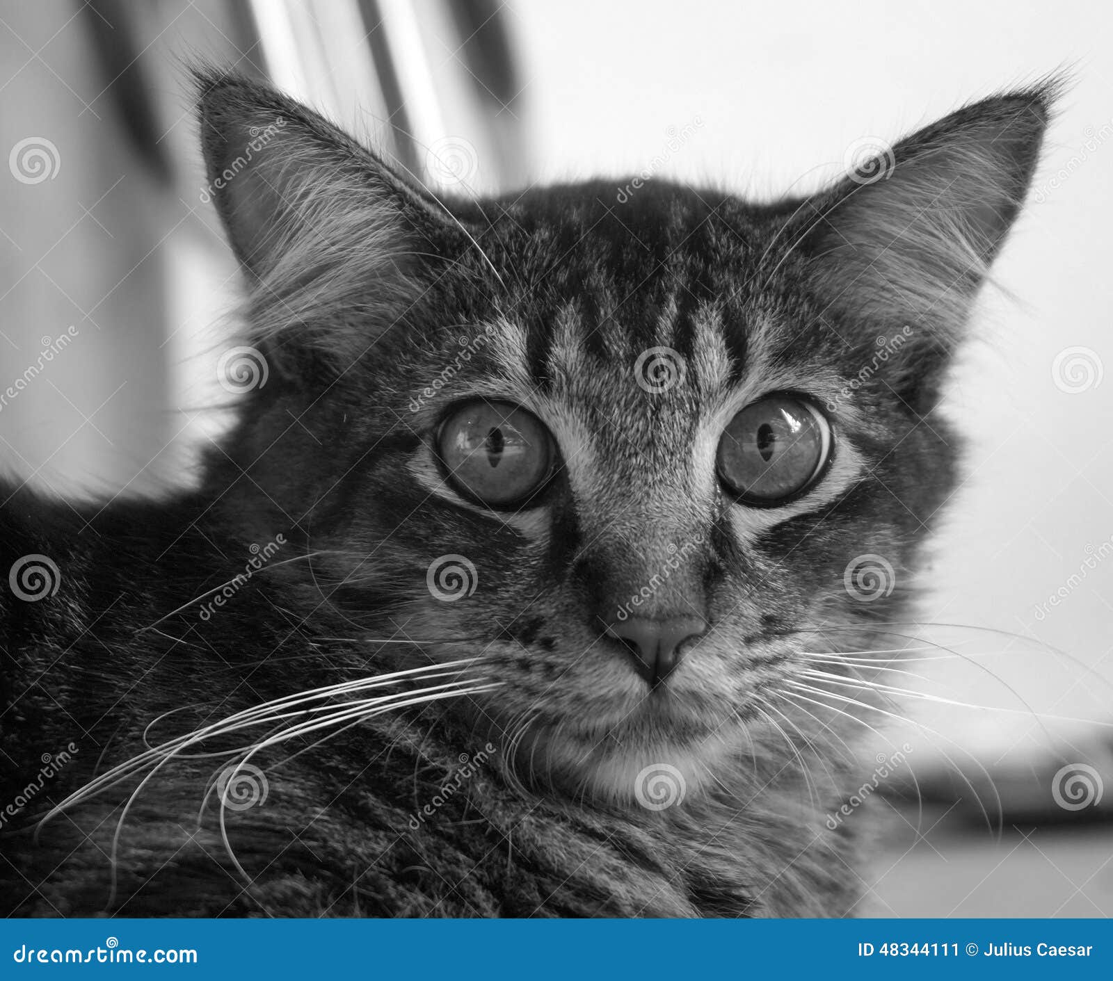 Cat s Gaze stock image. Image of still, dreams, wallpaper - 48344111