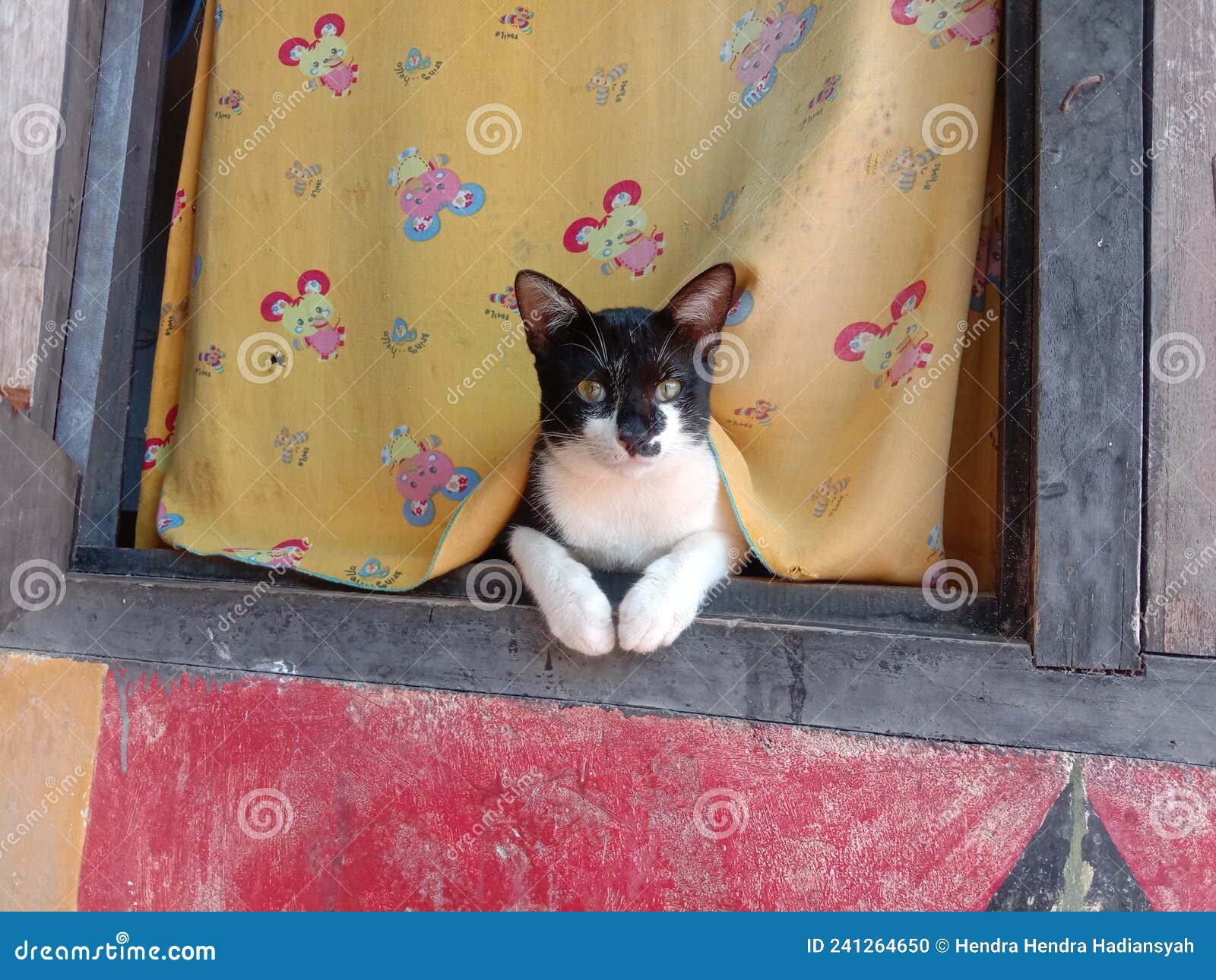 The Cat& X27;s Gaze is Very Sharp,as If Wchatching the State of Its ...