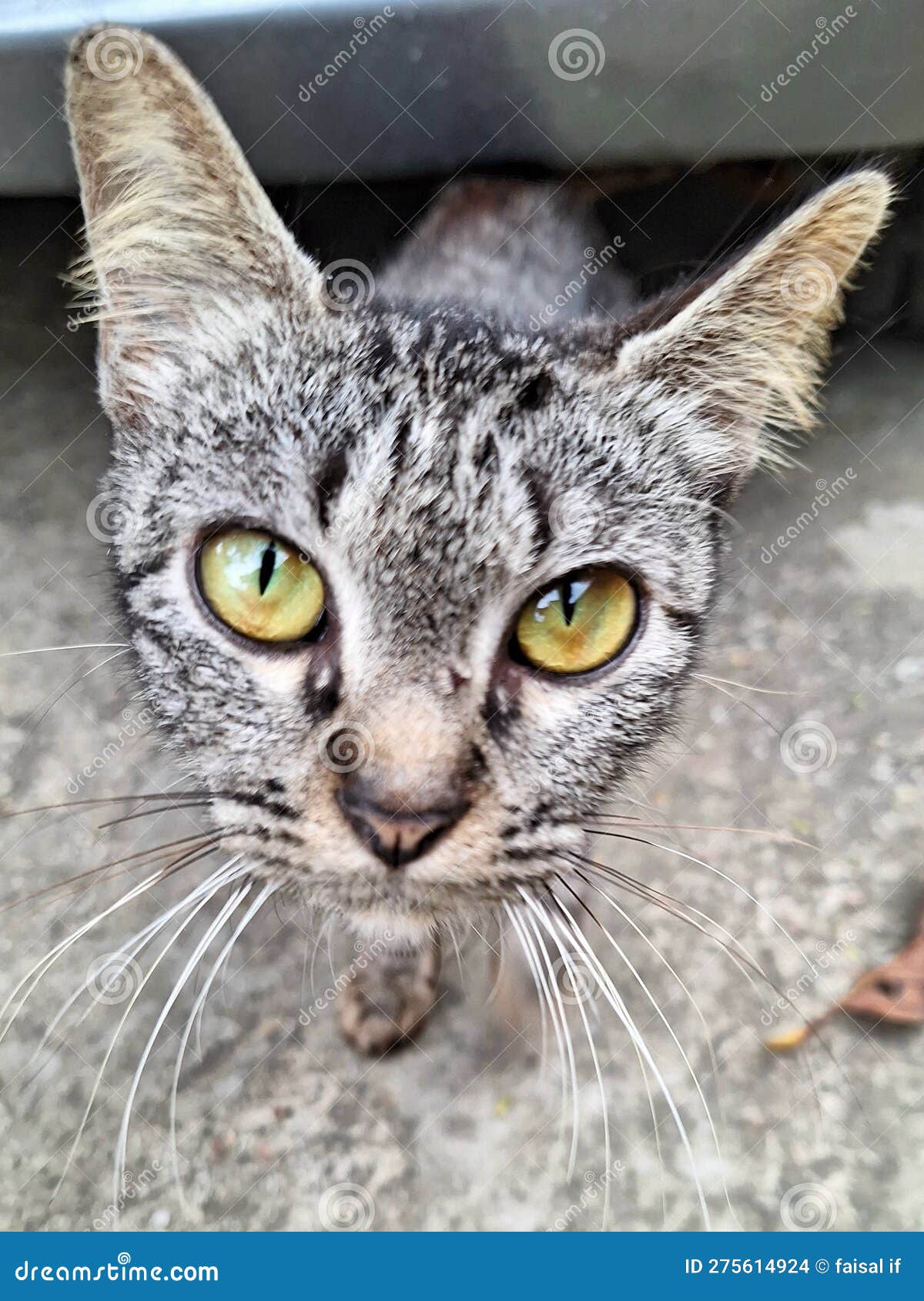 Cat& X27;s Glare at the Camera Stock Photo - Image of animal, whiskers ...