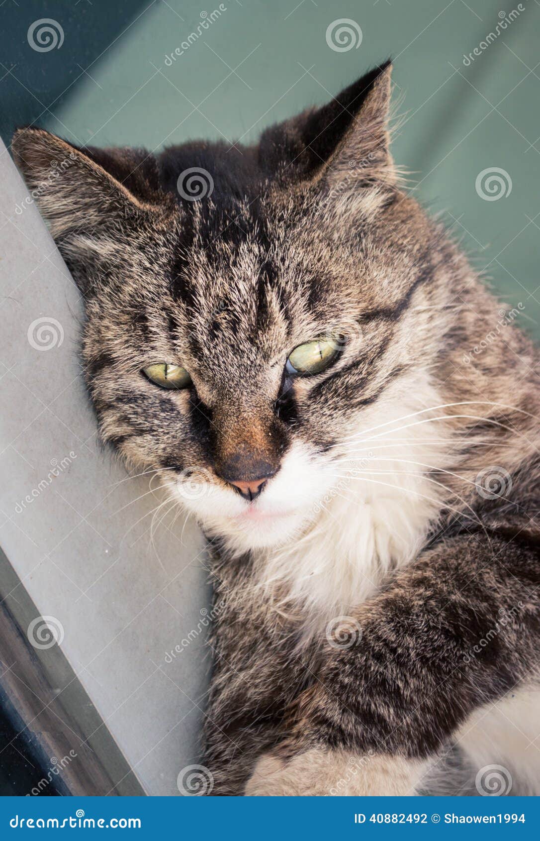 Close-up of a cat head 3 stock photo. Image of gazing - 40882492