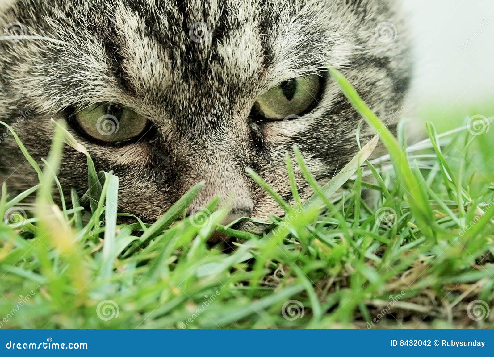 Cat s hunter eyes stock photo. Image of head, focusing - 8432042