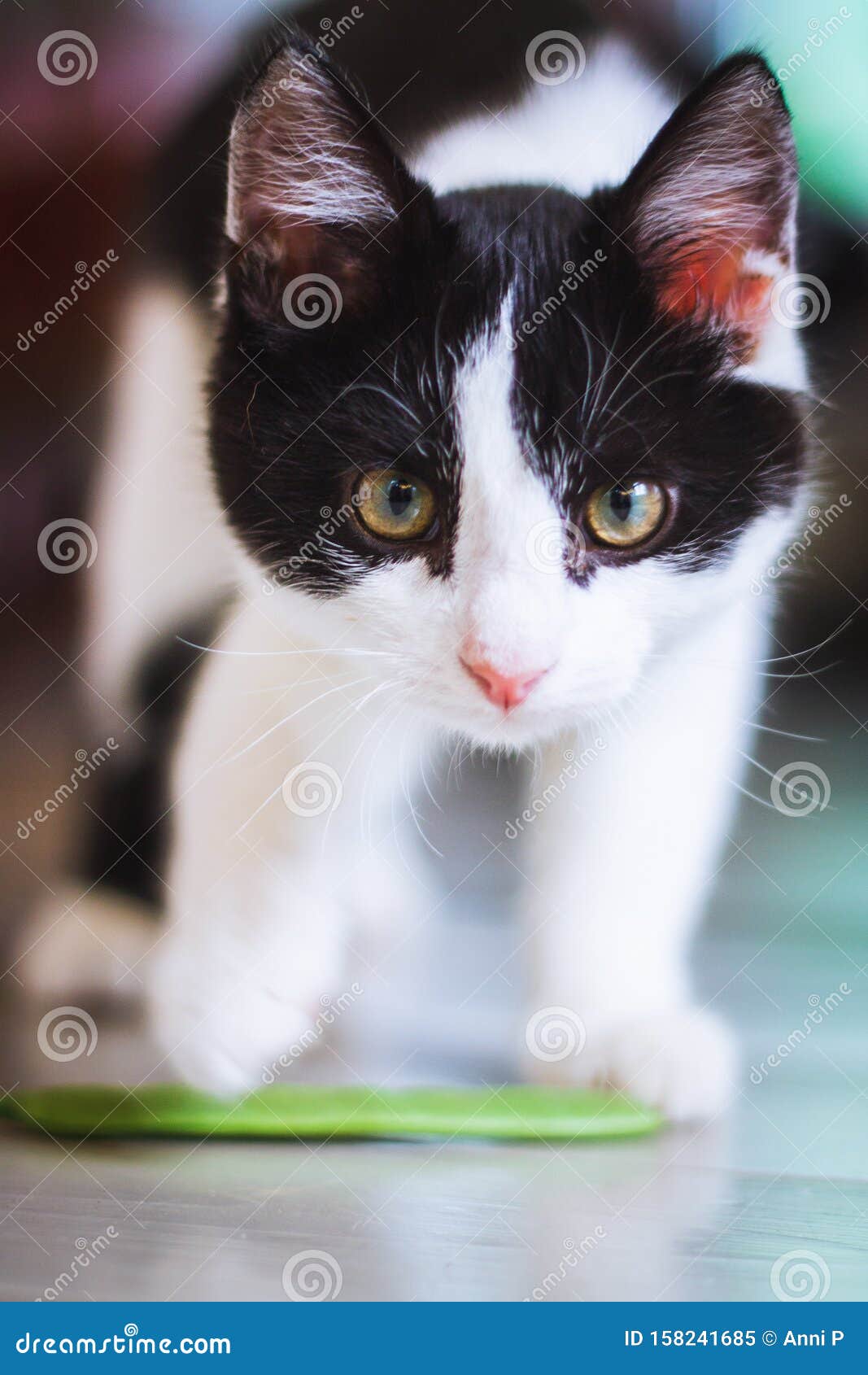 Cat`s intense eye contact stock image. Image of cute - 158241685