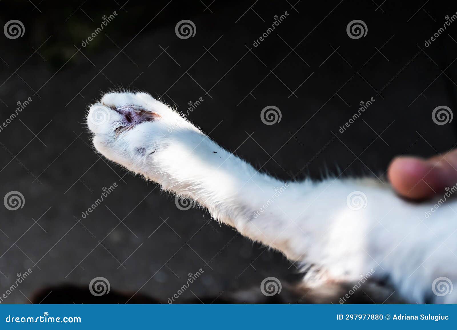 Cat s leg with a wound stock photo. Image of examination - 297977880