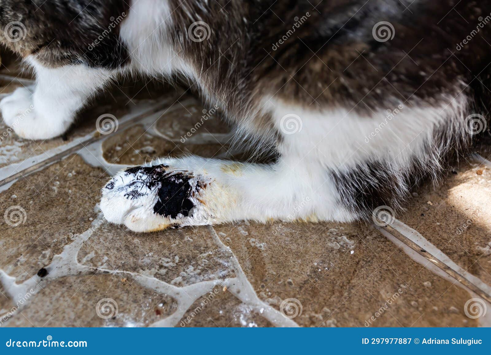 Cat s leg with a wound stock image. Image of doctor - 297977887