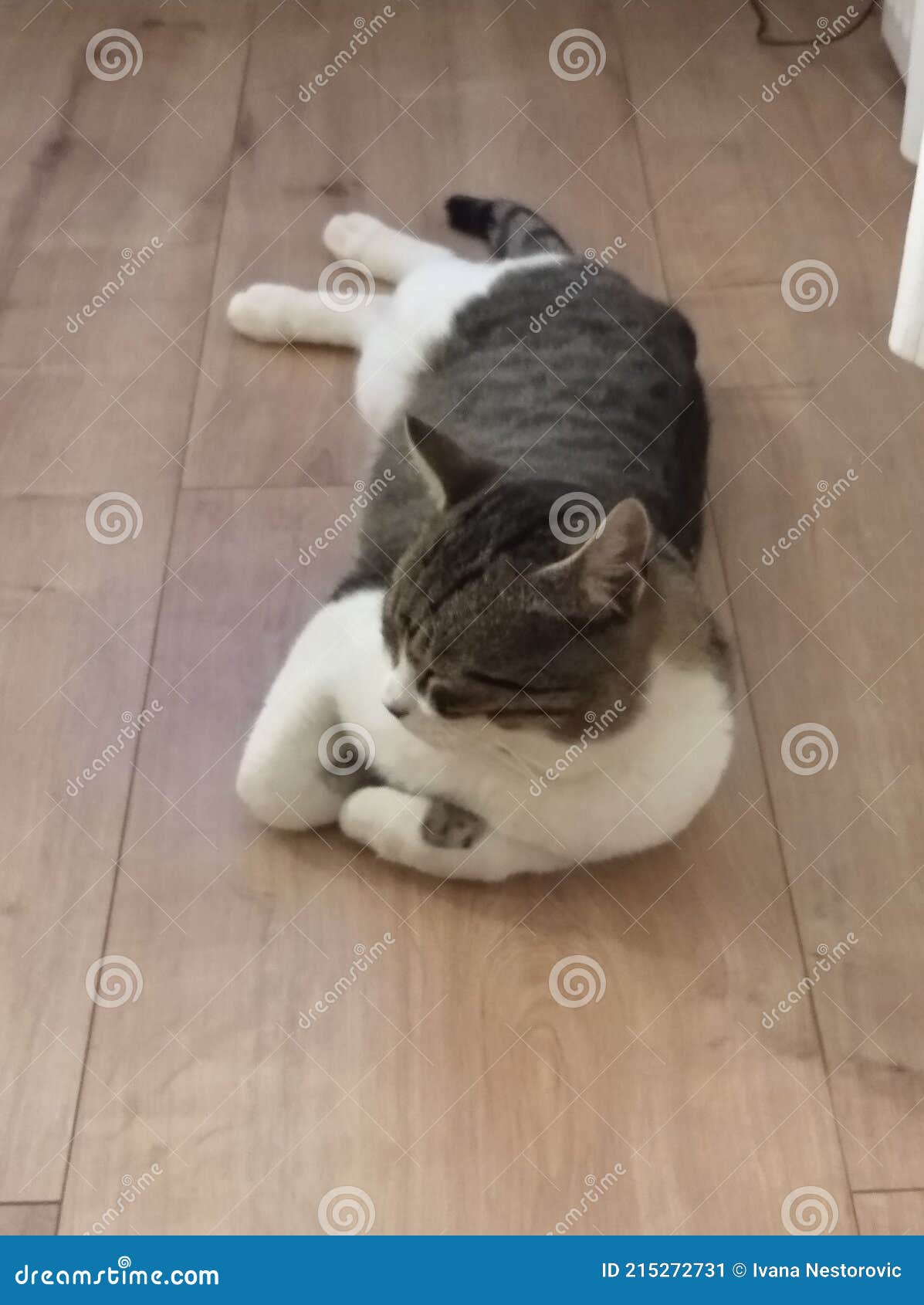 Cat s life is hard stock image. Image of nose, carnivore - 215272731