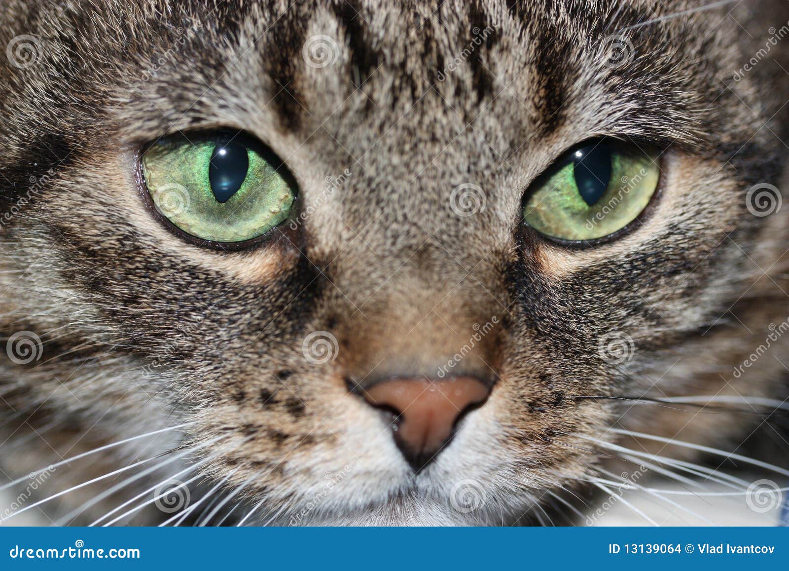 The cat s muzzle stock photo. Image of striped, shorthair - 13139064