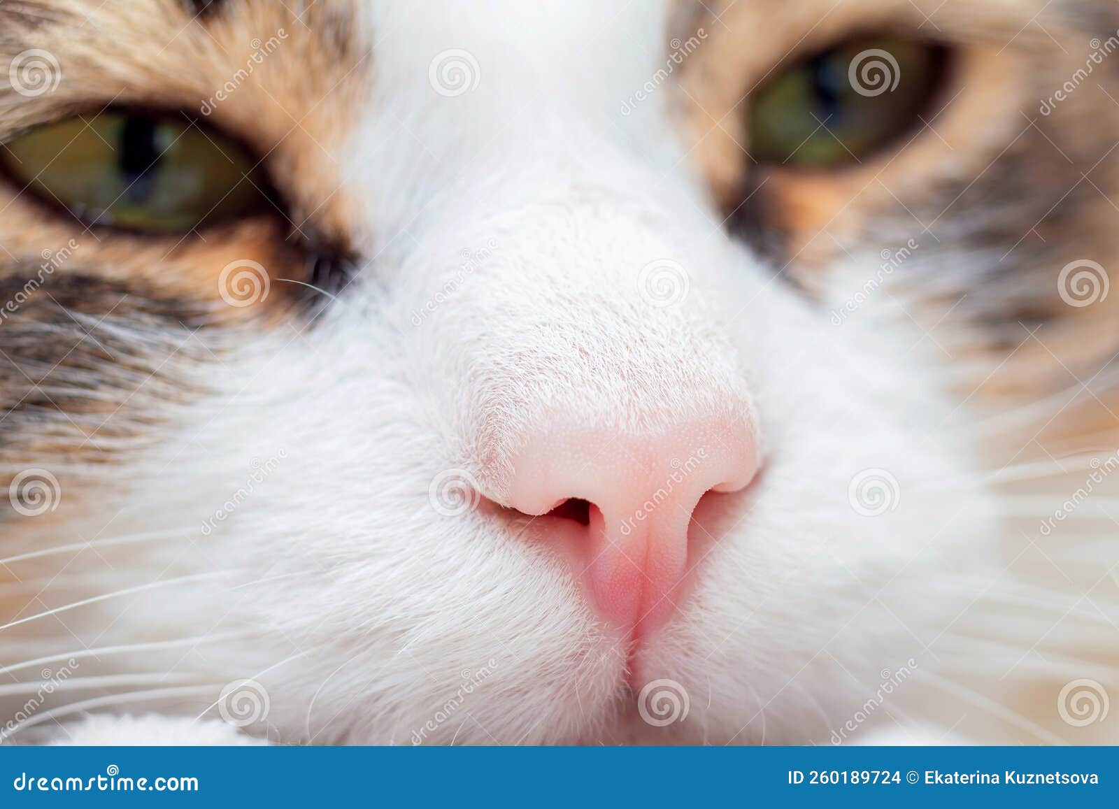 The Cat`s Muzzle is Close-up. a Cat`s Eye Stock Photo - Image of clean ...